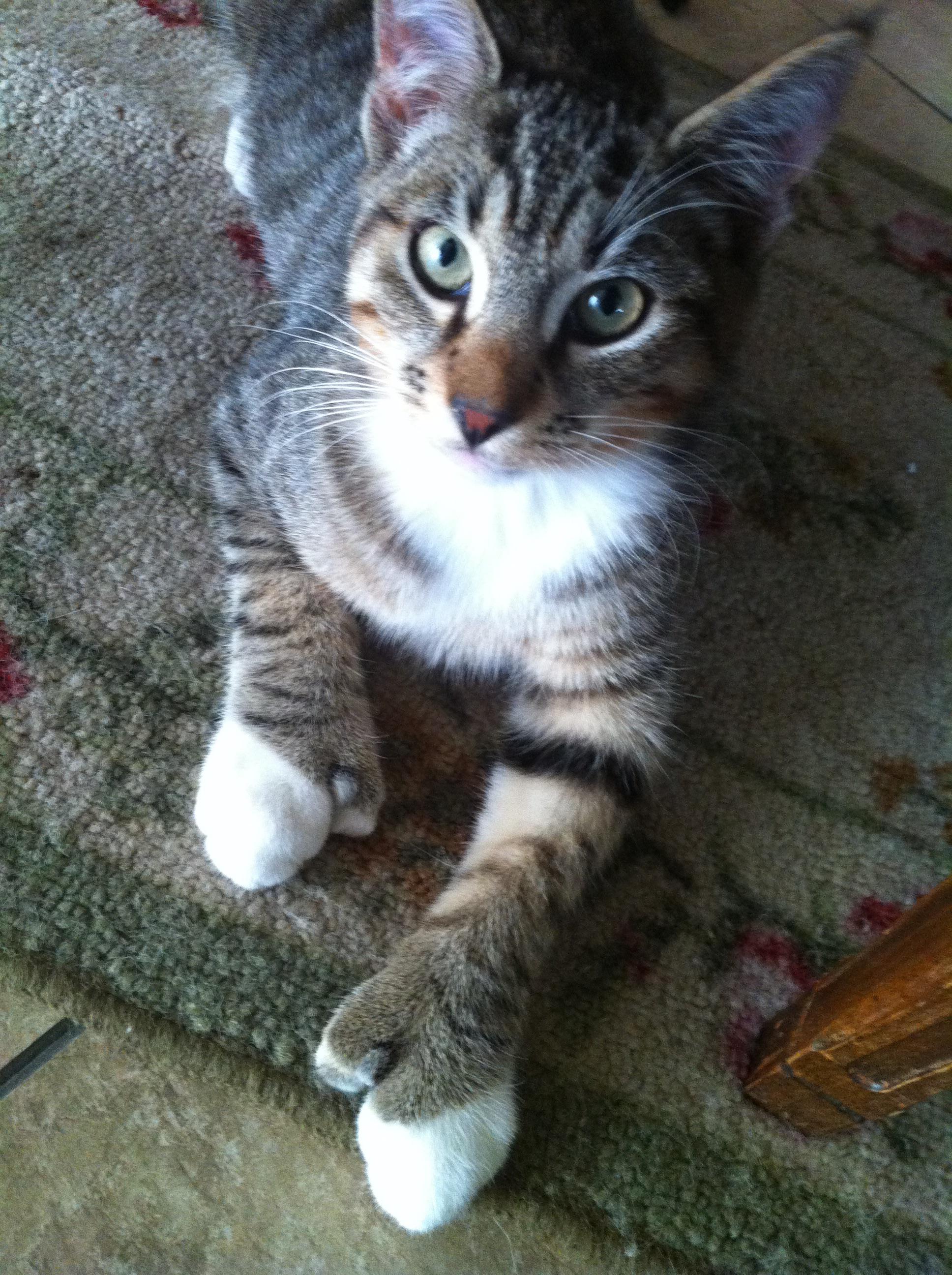 King Caesar | Scrolller