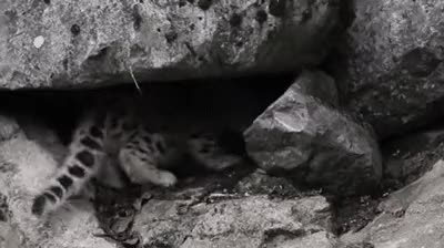 King of the mountain | Scrolller