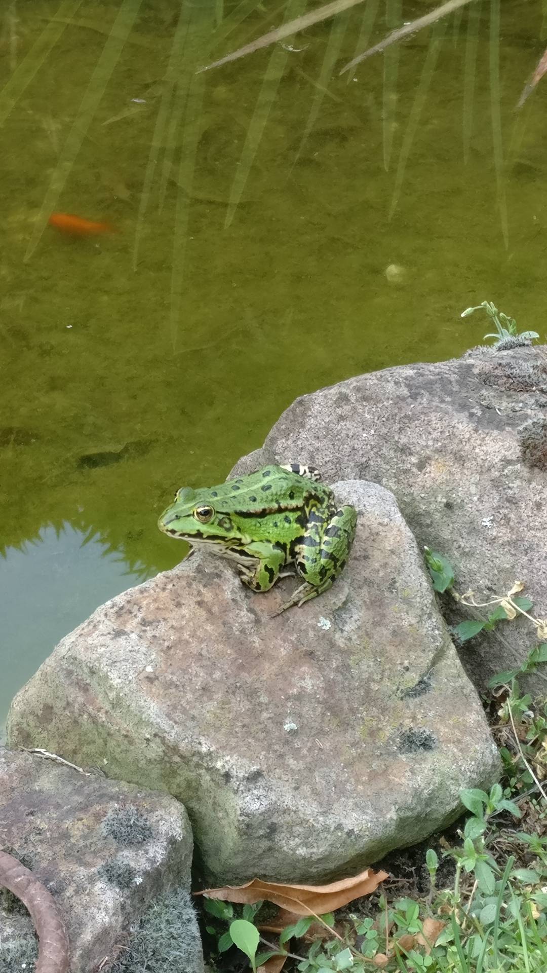 King of the pond | Scrolller