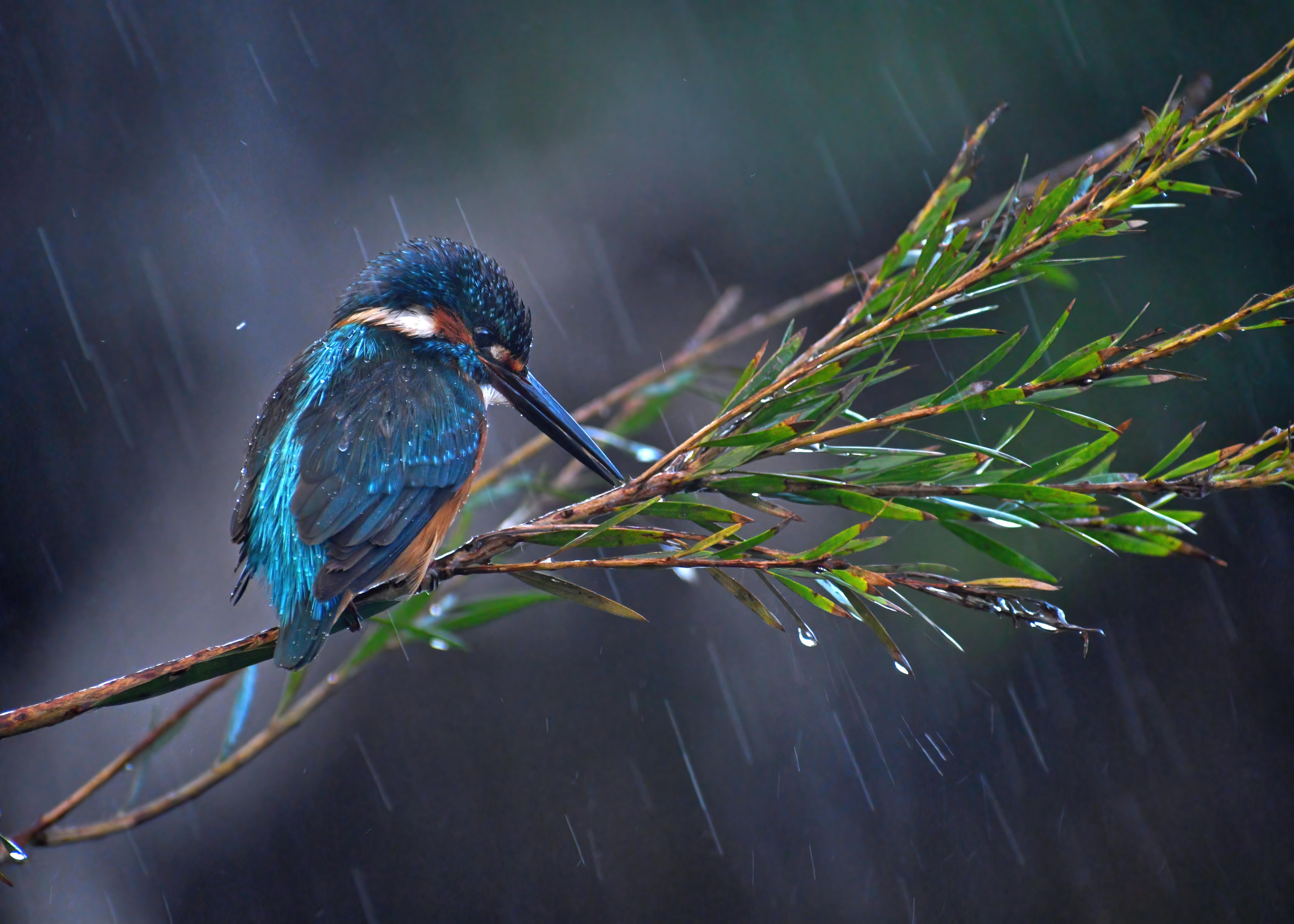 Common kingfisher in pouring rain | Scrolller