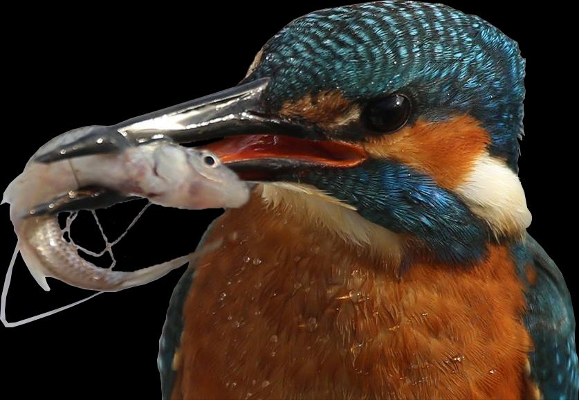 Kingfisher with a fish | Scrolller