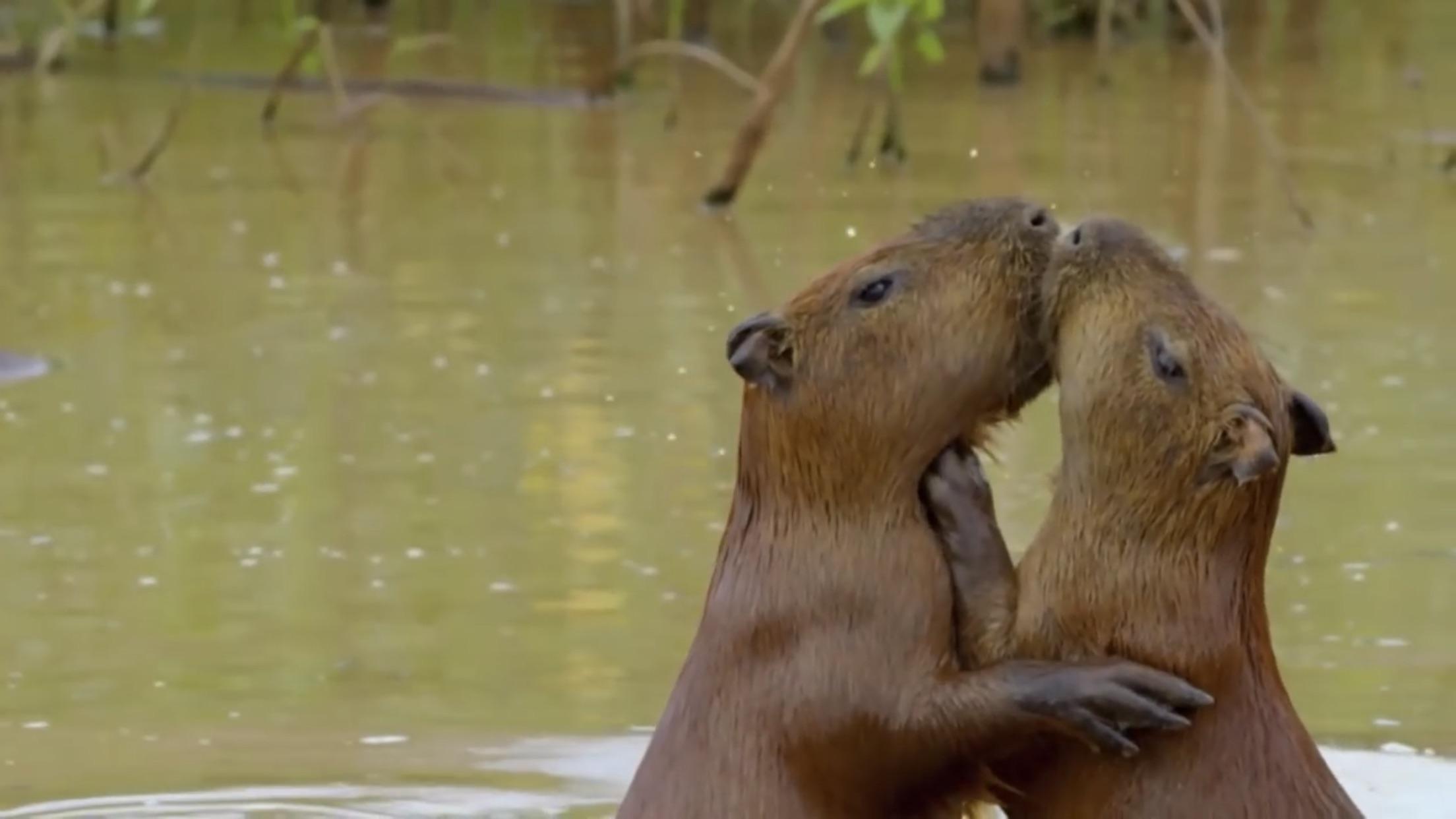 Kissing Capybaras! | Scrolller