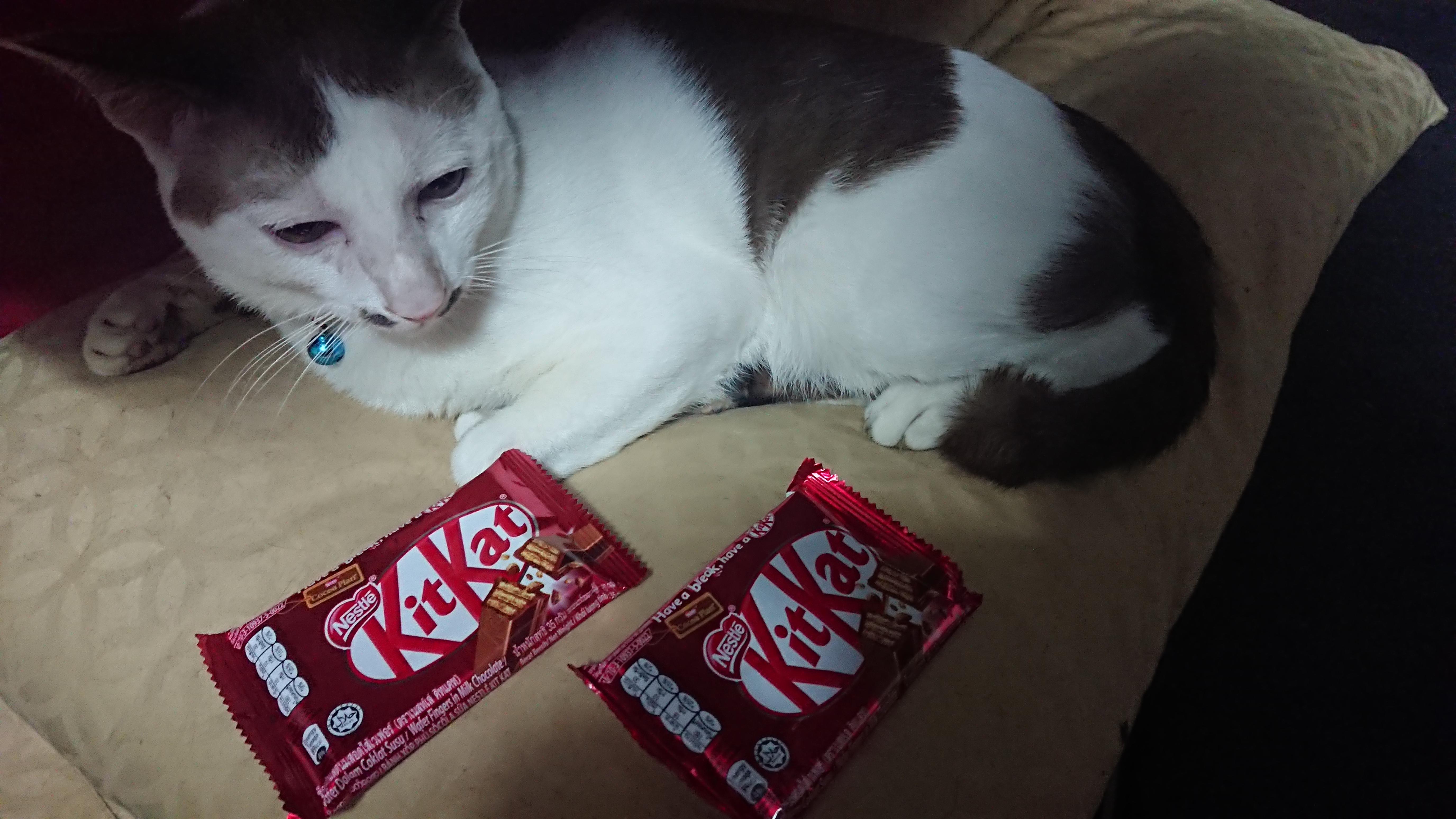 KitKat here | Scrolller