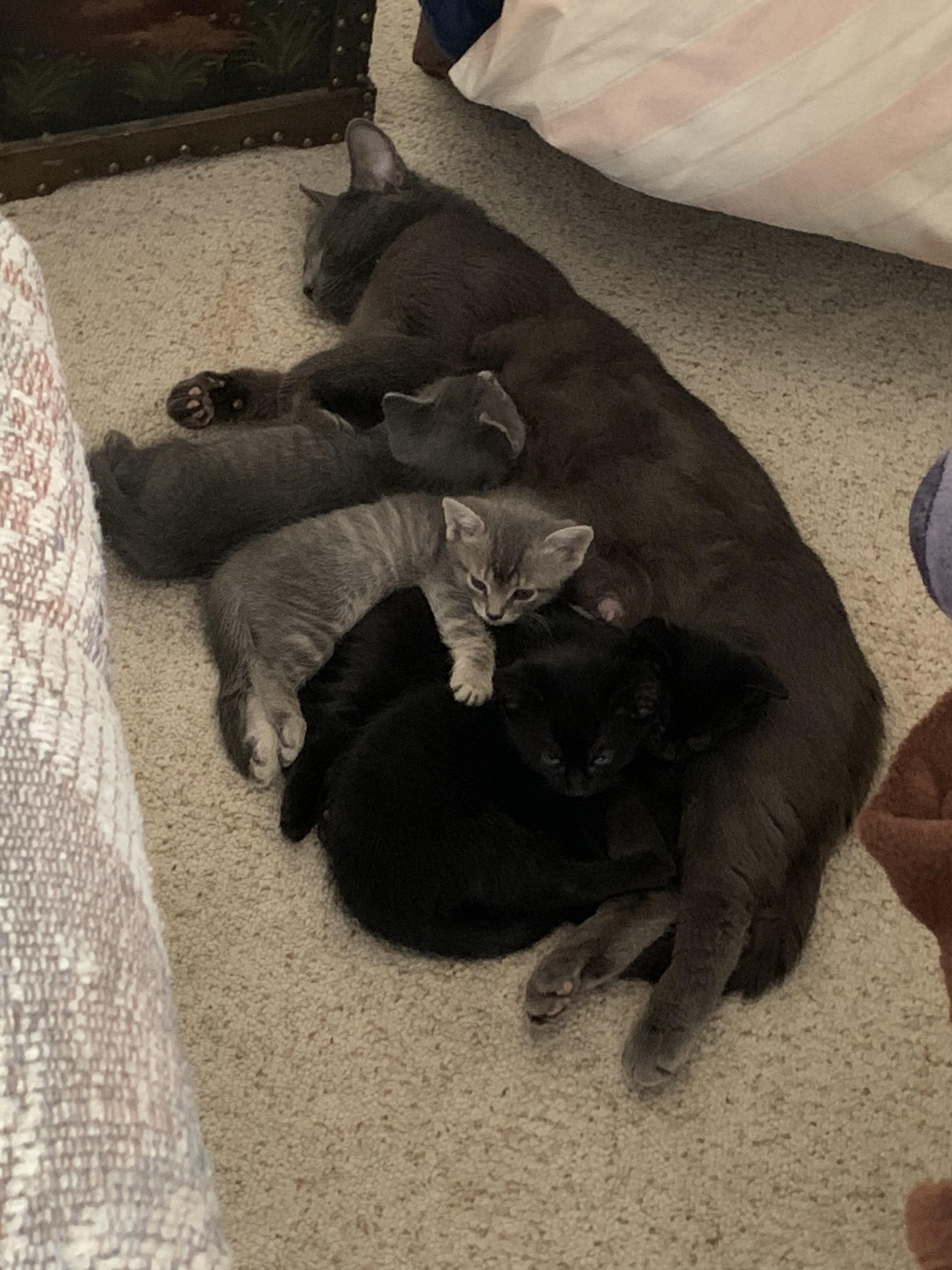 Kitten and mama cuddle puddle | Scrolller