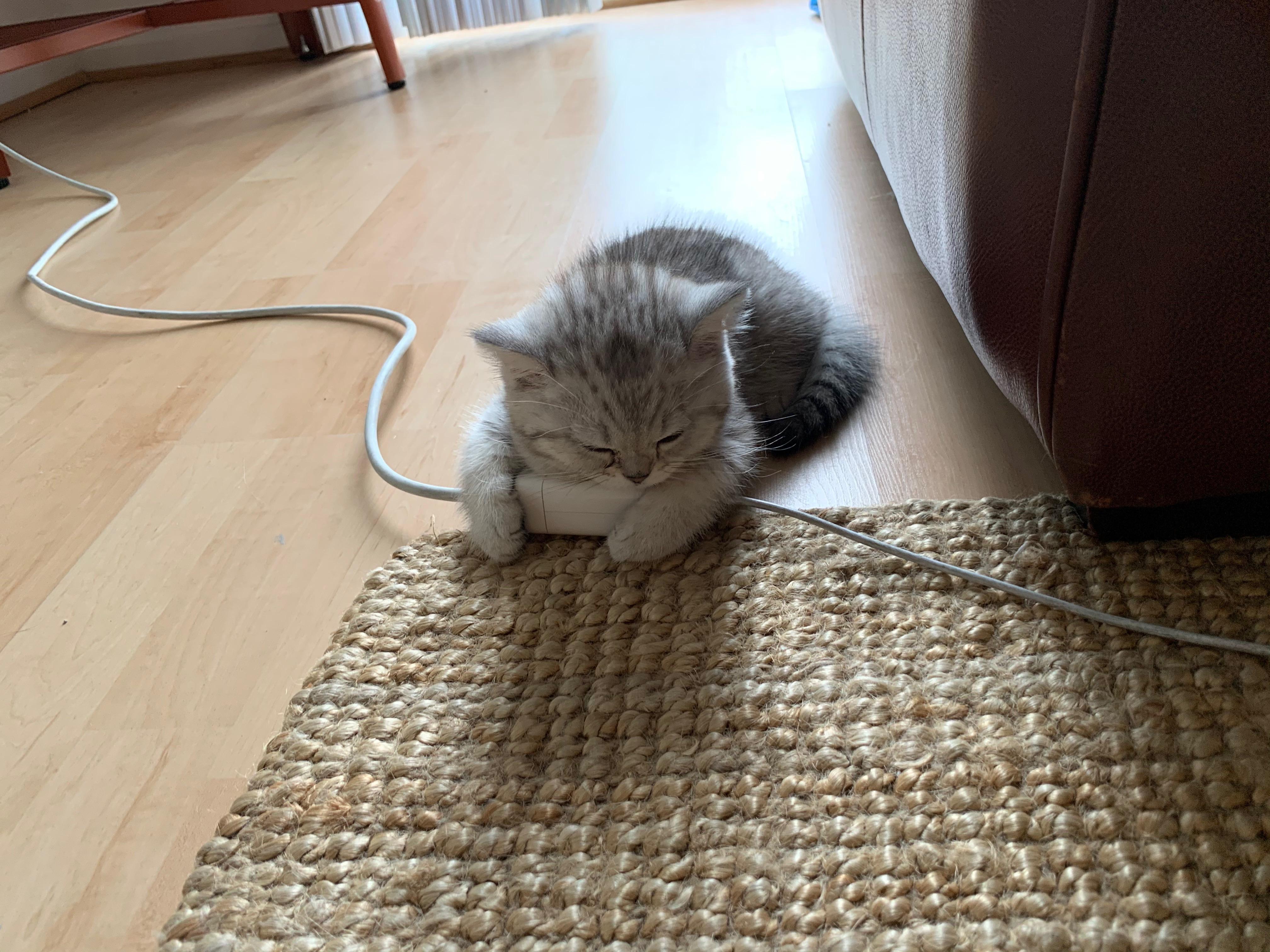 Kitten approaching full charge | Scrolller