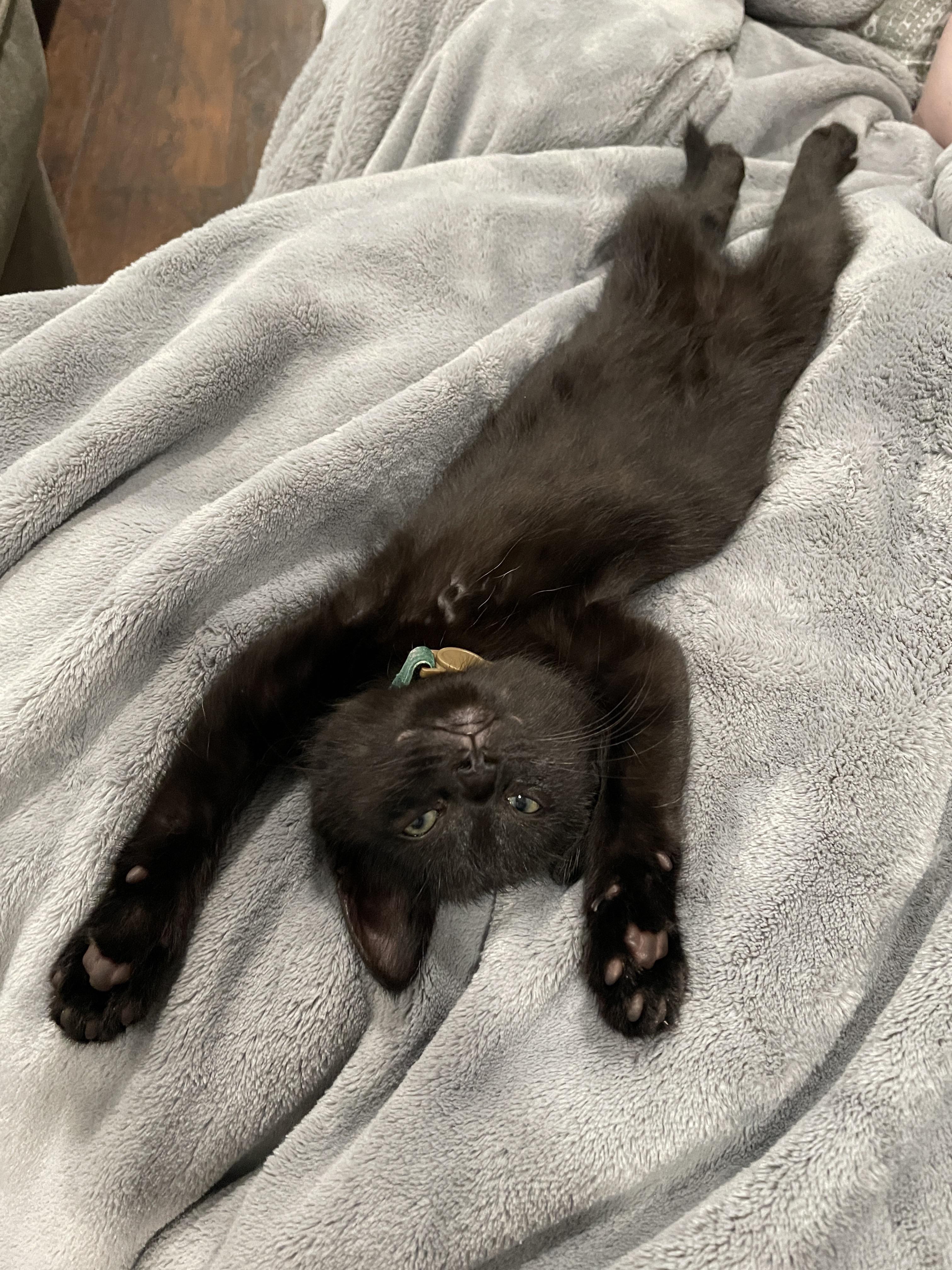 Kitten belly | Scrolller