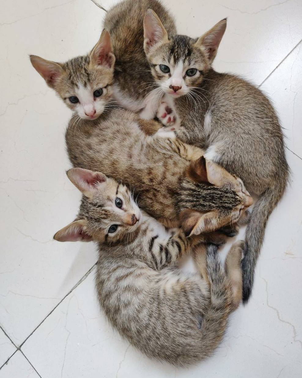 Kitten Cuddle Puddle | Scrolller