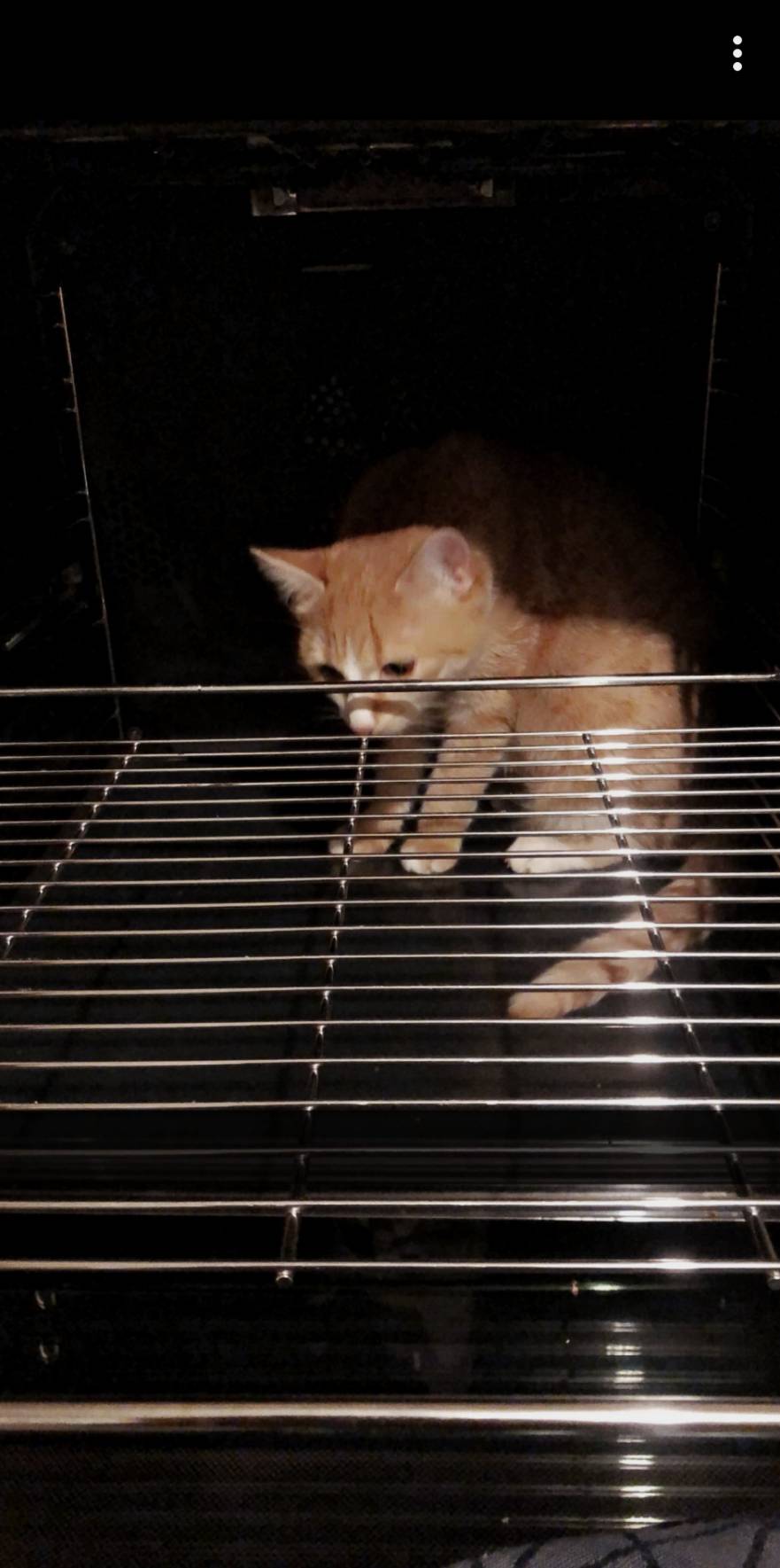 kItTeN gEtS BuRnEd AlIVe In OvEn | Scrolller