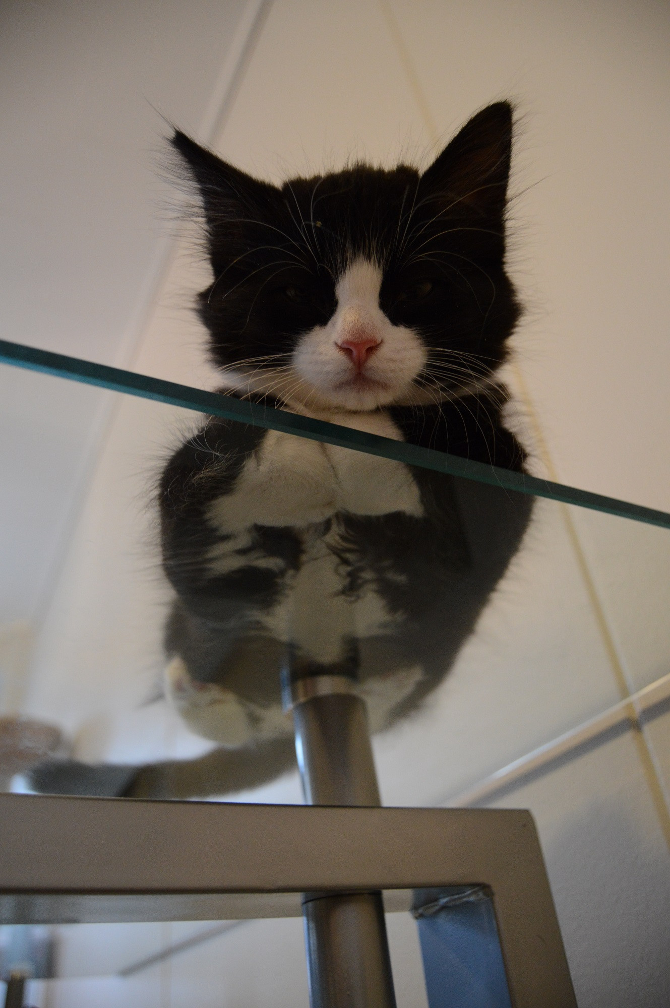 Kitten loaf on glass | Scrolller