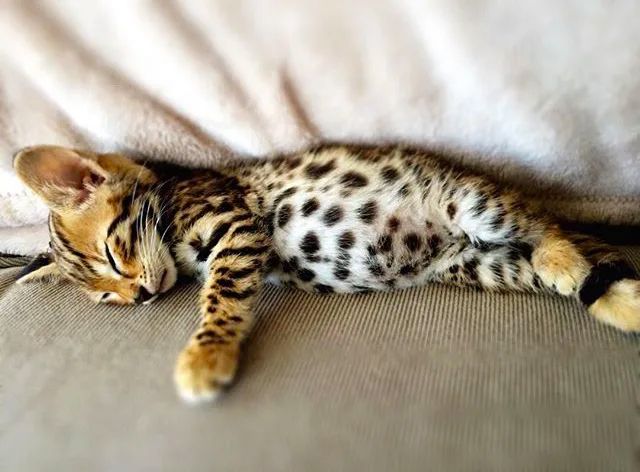 kittenbelly | Scrolller