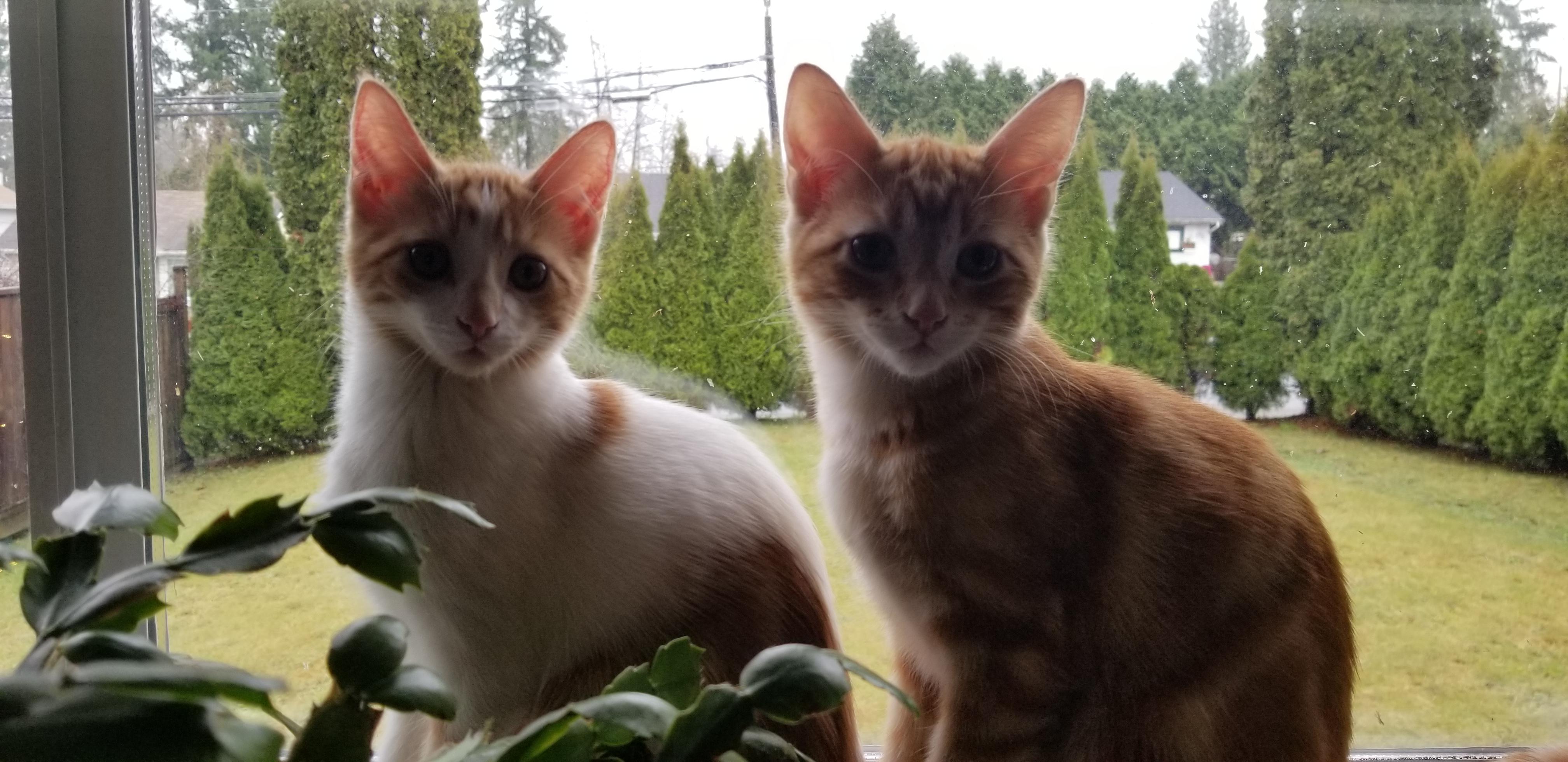 Kittens all grown up | Scrolller