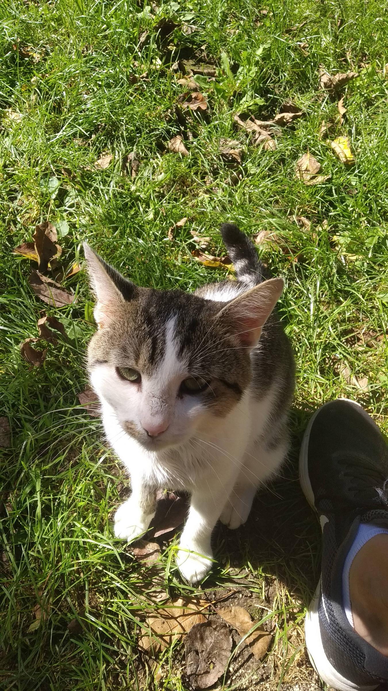 Kitty Scrolller
