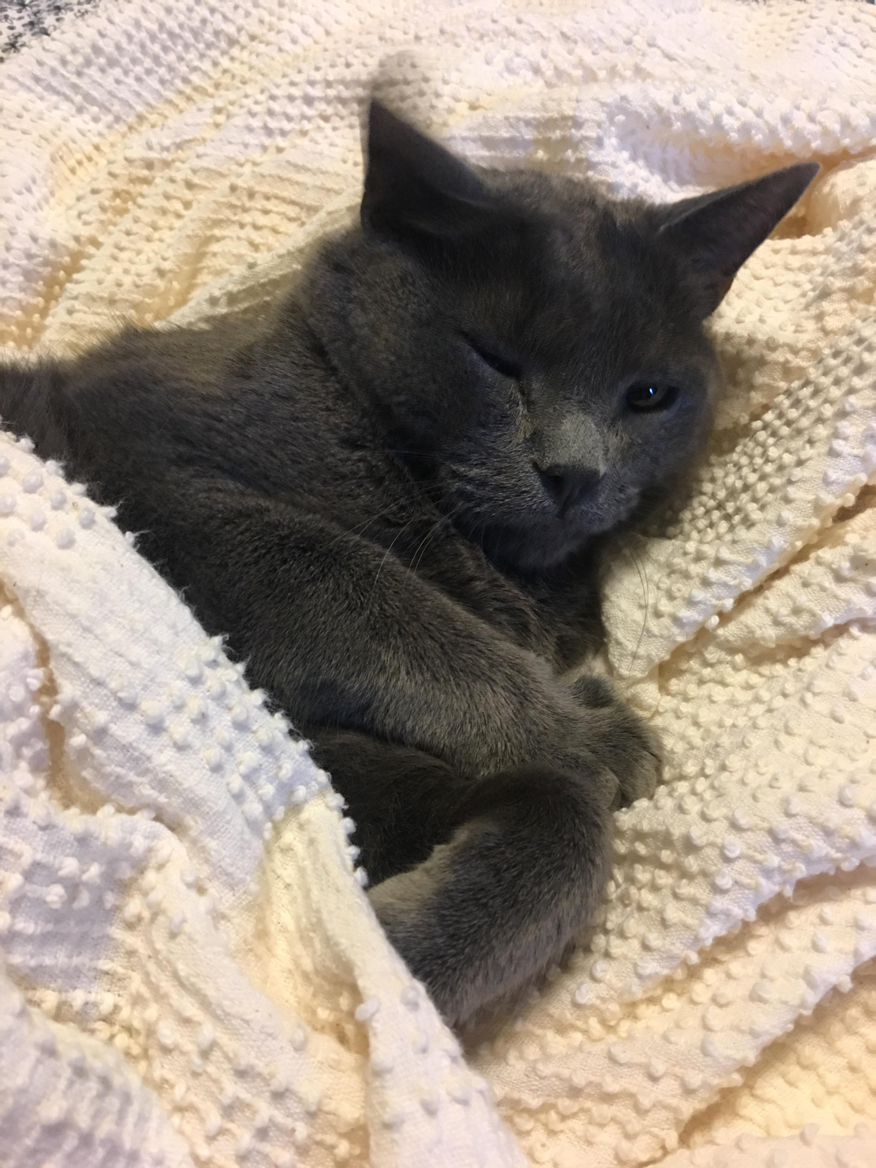 Kitty Scrolller