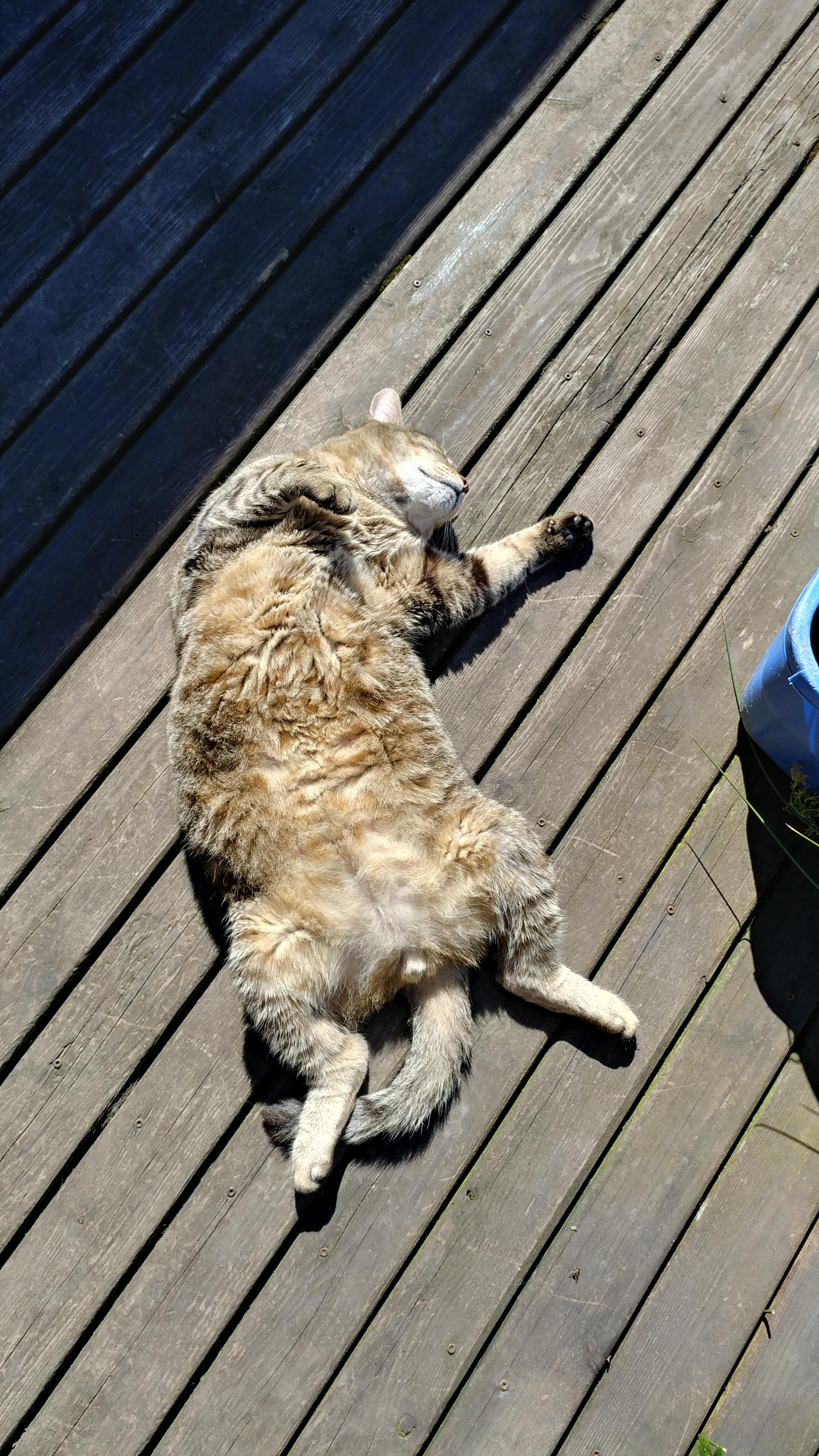 Kitty Scrolller