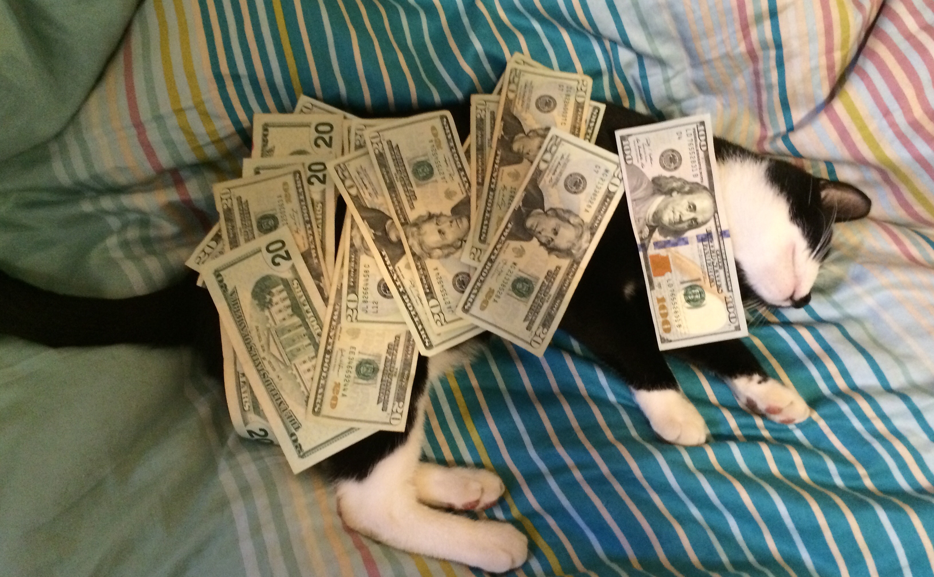 Kitty Pimpin is hard work, time for a rest | Scrolller