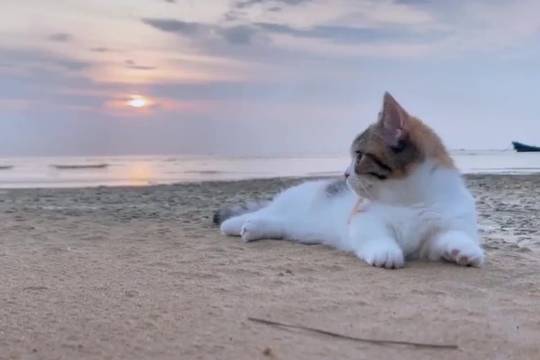 Kitty watching sunset | Scrolller