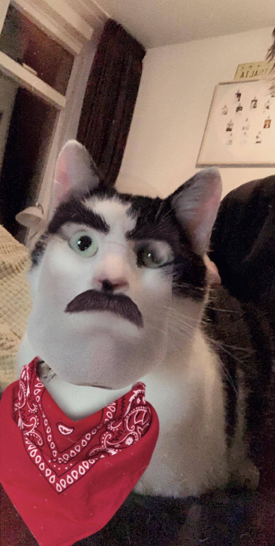 Kitty with a nice defined jawline | Scrolller