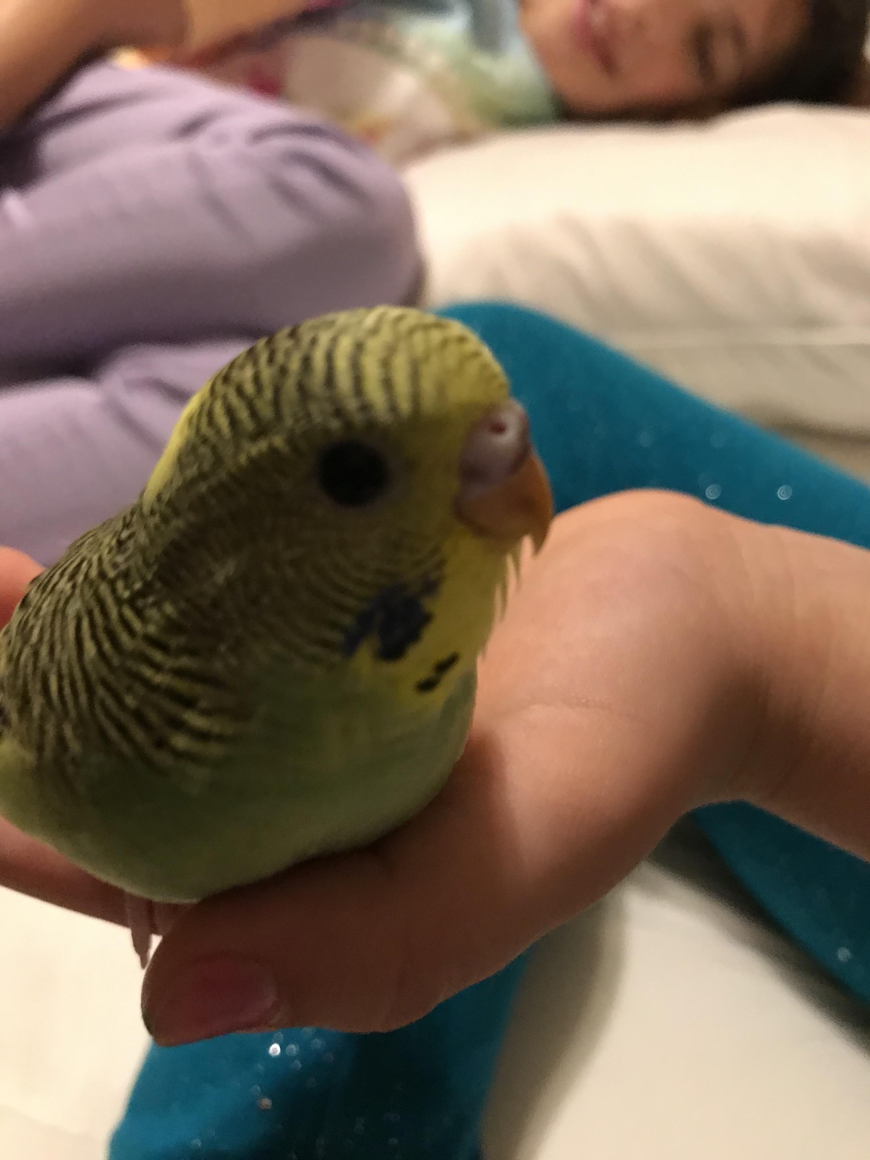 Kiwi - Day 25. Henlo!!! | Scrolller