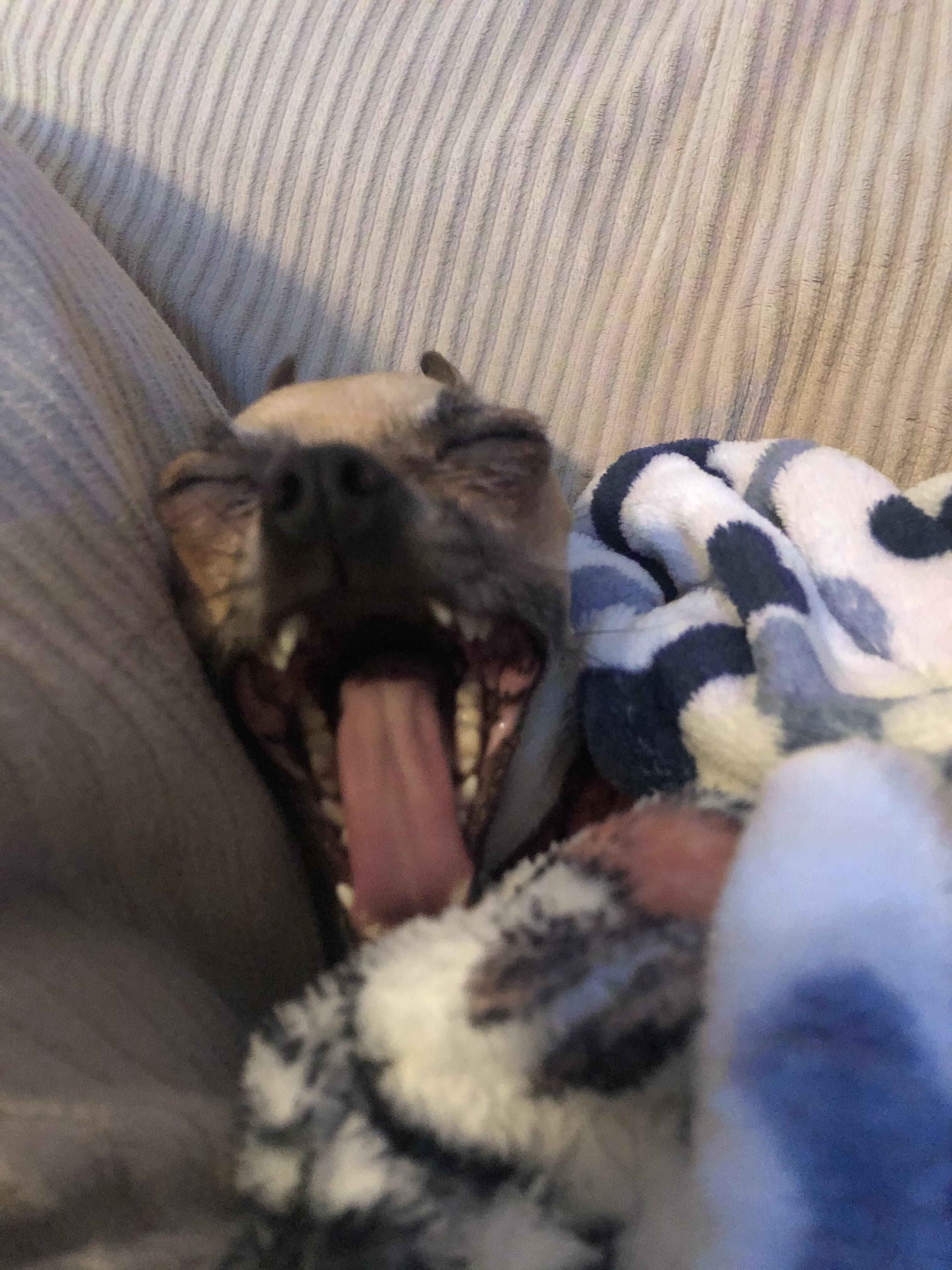 Kiwi getting ready to sleep | Scrolller