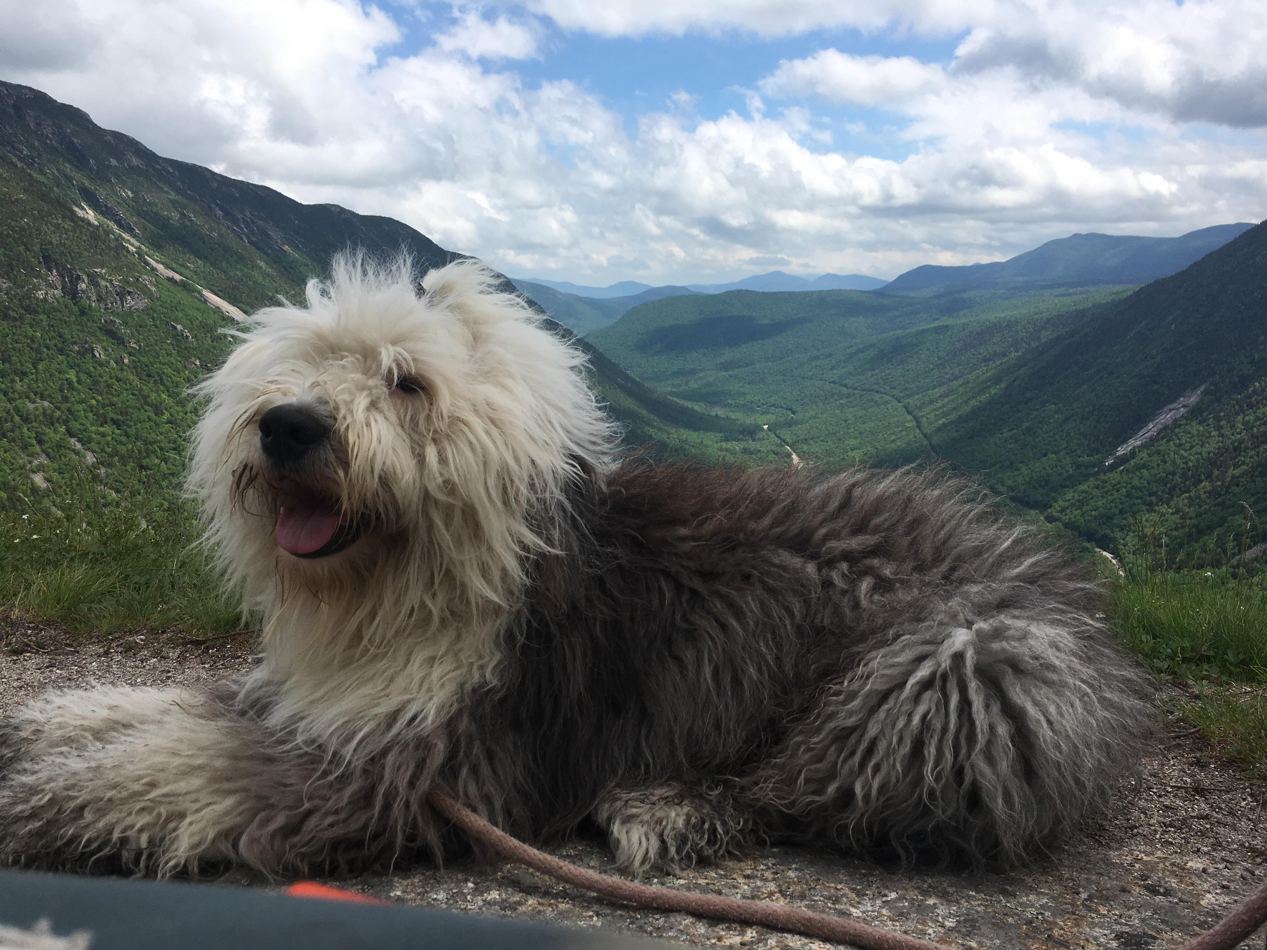 Korben in the White Mountains of New Hampshire. | Scrolller