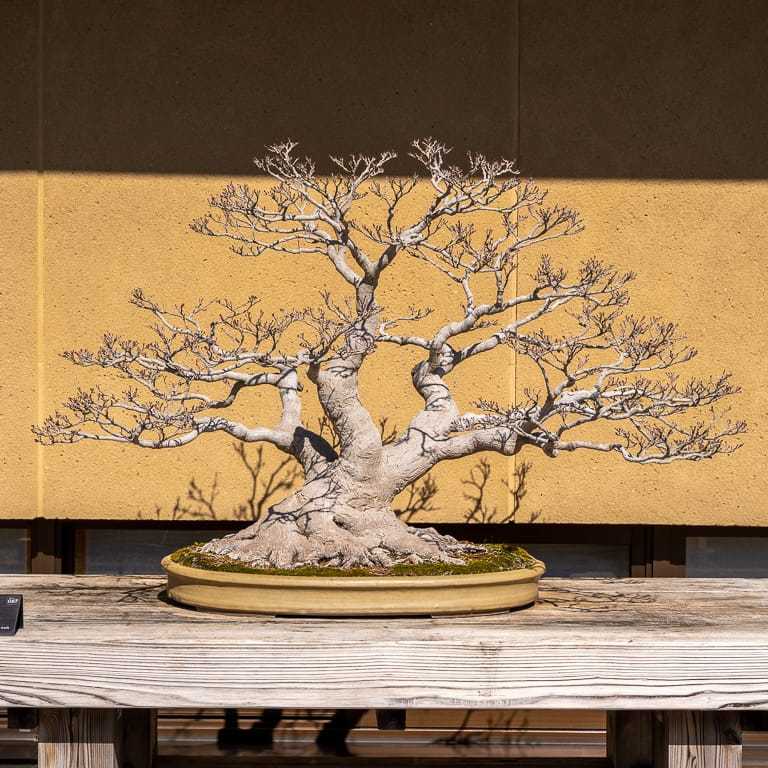 “Koryo” – Japanese maple ‘Shishigashira’, 120 years old | Scrolller