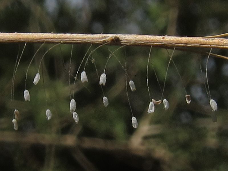 Lacewing eggs | Scrolller