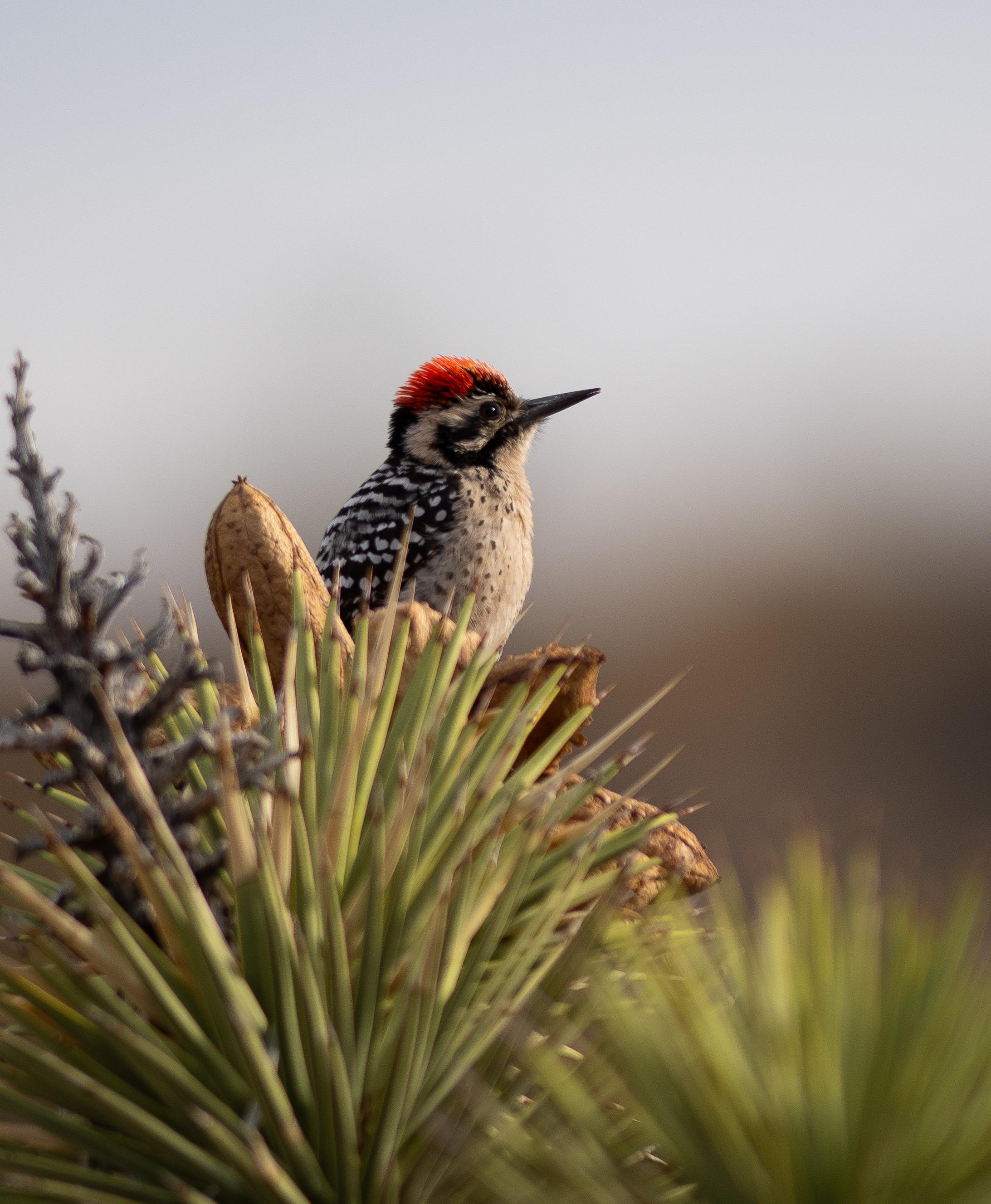 Ladder-backed Woodpecker during today's hike in the desert | Scrolller