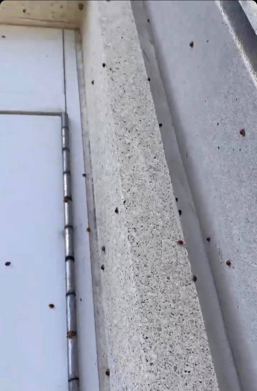 Lady Bug Infestation in Eastman Tower | Scrolller