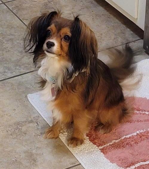 Lady Lyla Is Either Annoyed That She Was Conditioned And Brushed Or