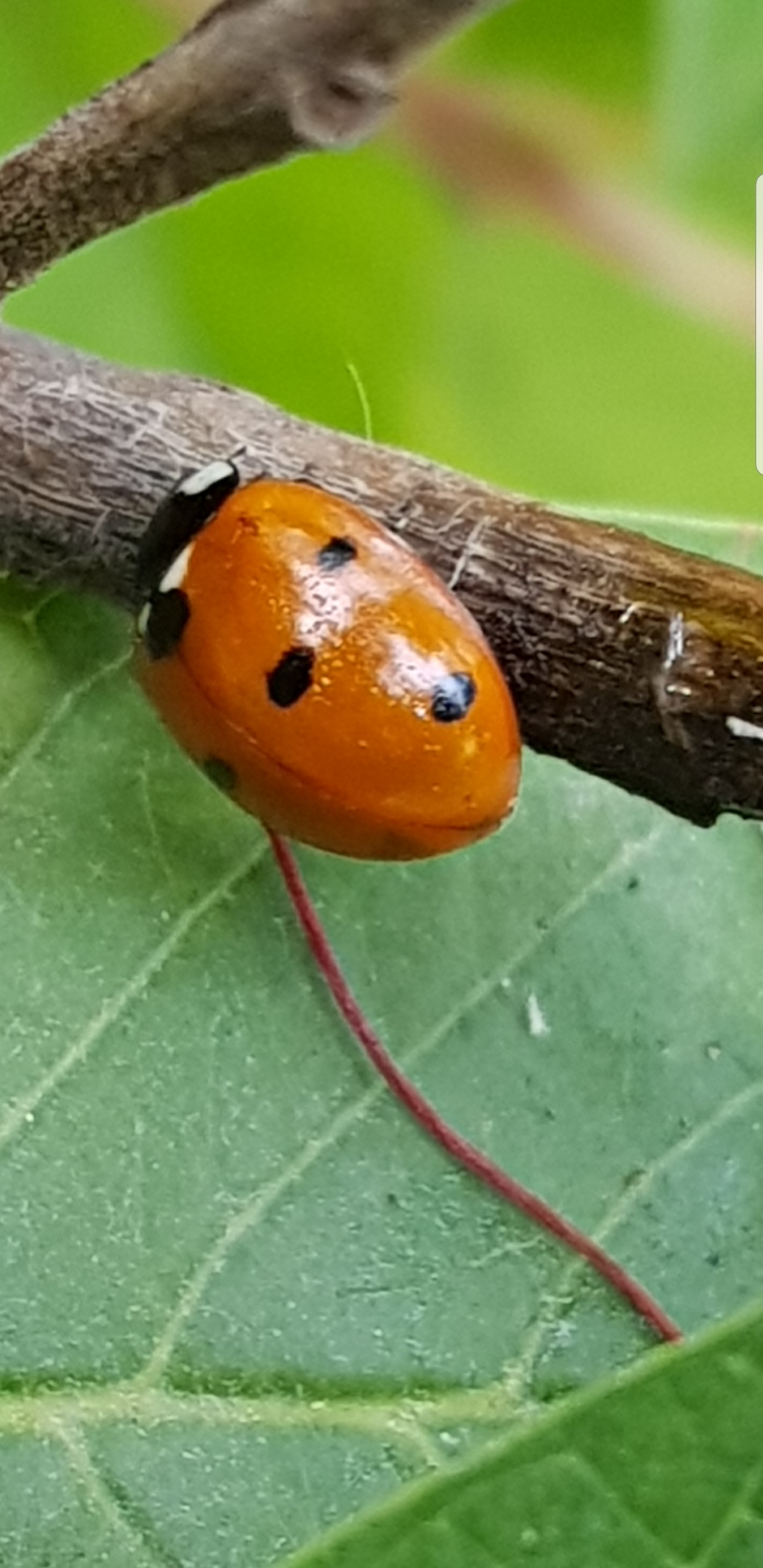 Ladybird on the stem...🐞 | Scrolller