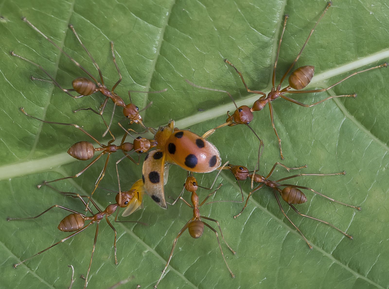 Ladybug getting torn apart by ants | Scrolller