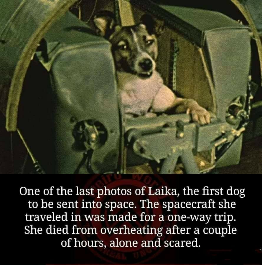 Laika's last photo | Scrolller