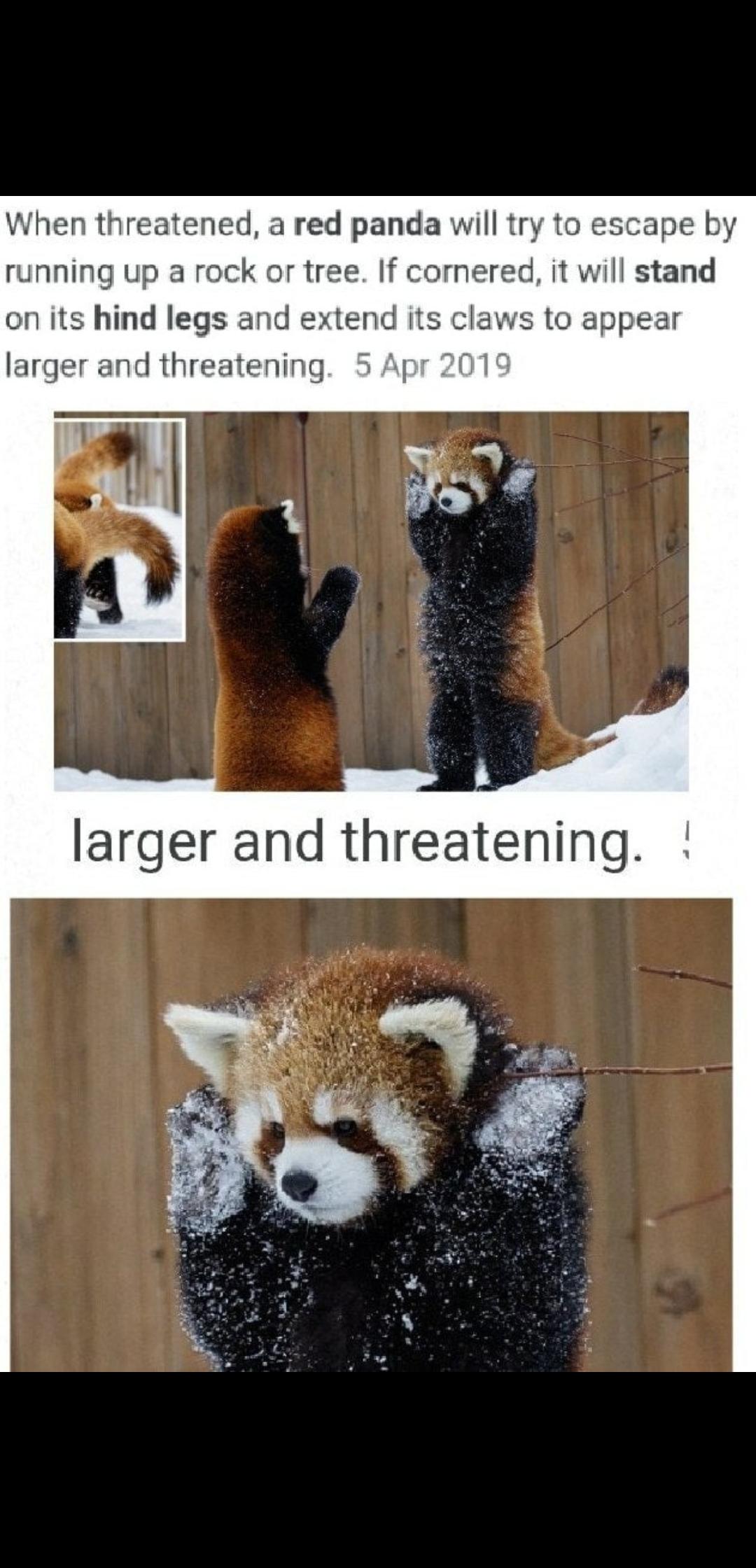 Larger and threatening | Scrolller