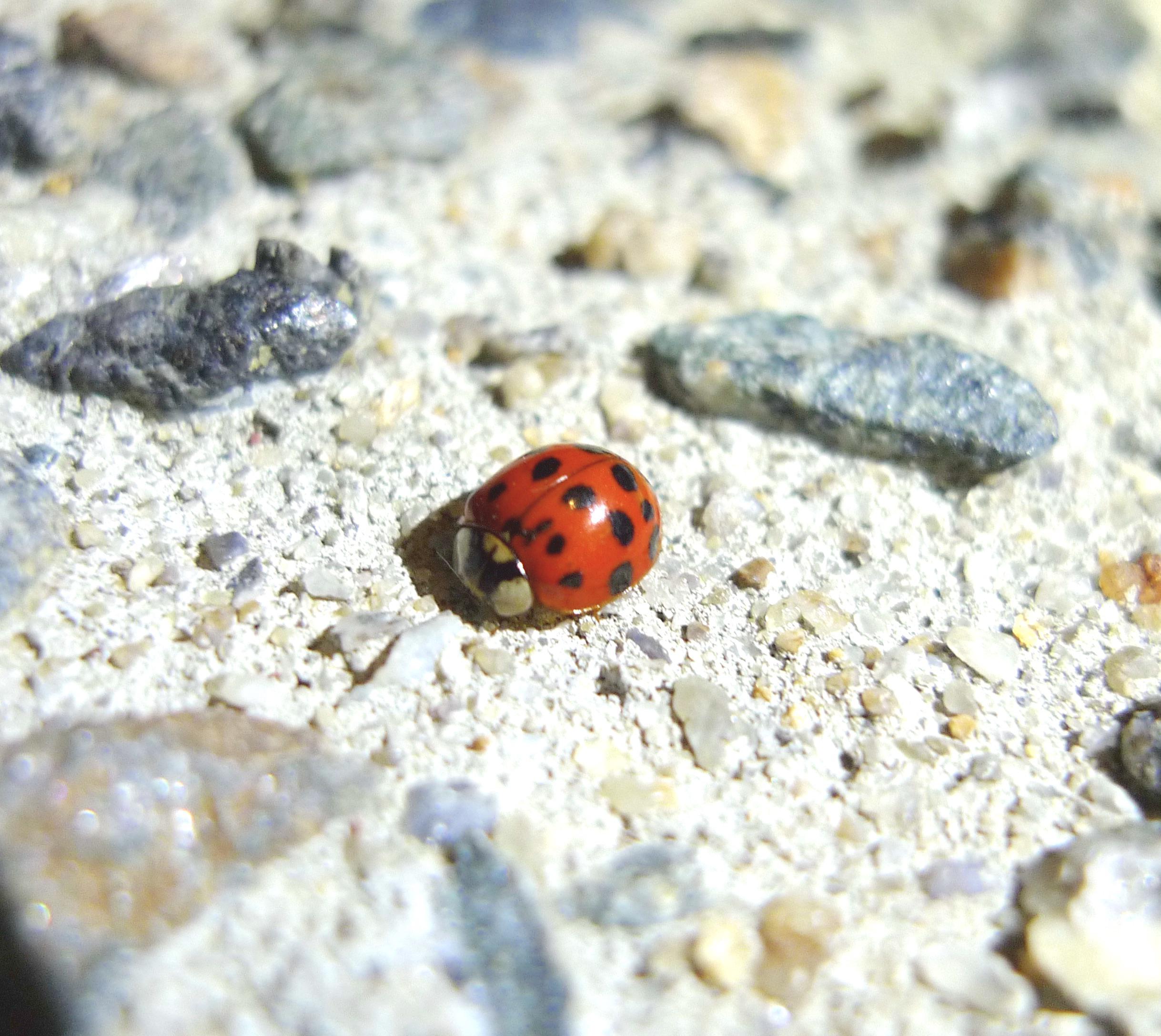 Last night, I saw a ladybug. They’re so pretty!! | Scrolller