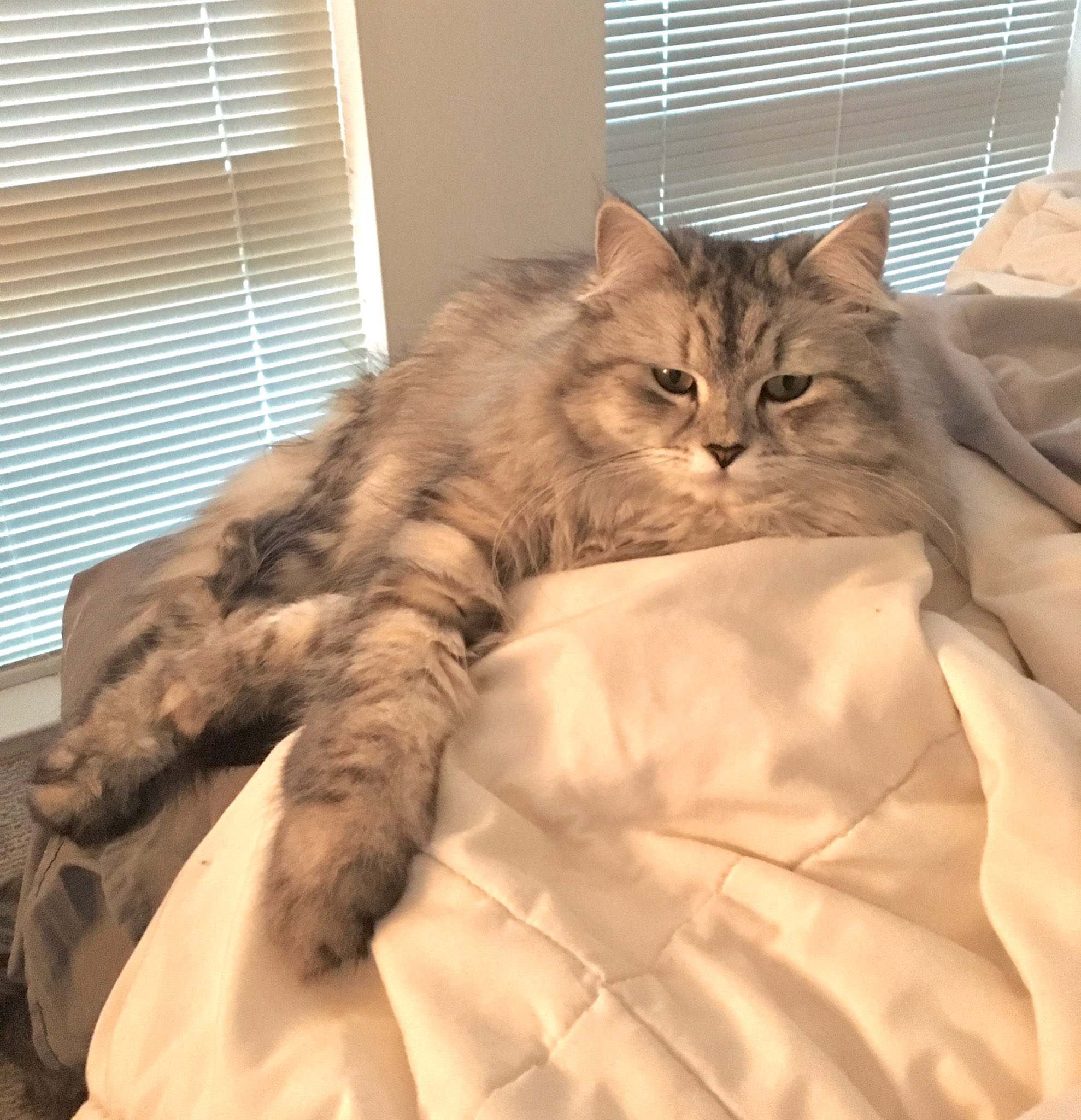 Late afternoon sun bathing her as she tries for one more nap | Scrolller