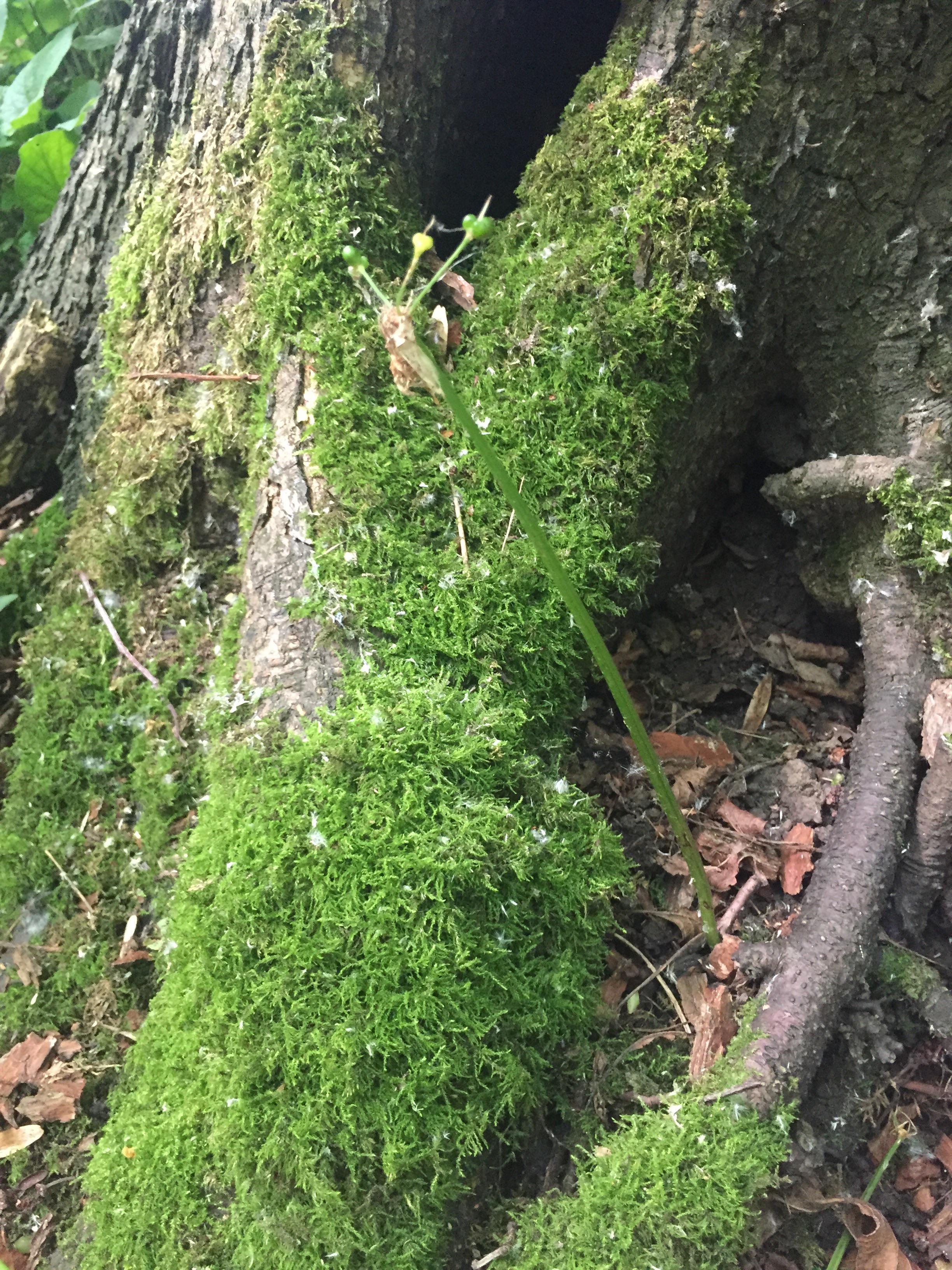 late moss (´ω`) | Scrolller