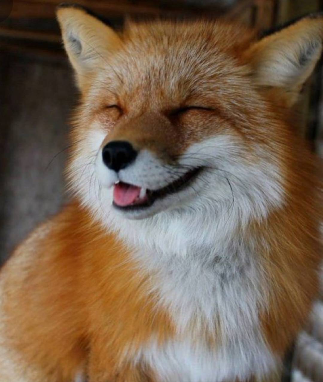 Laughing Fox 😁 | Scrolller