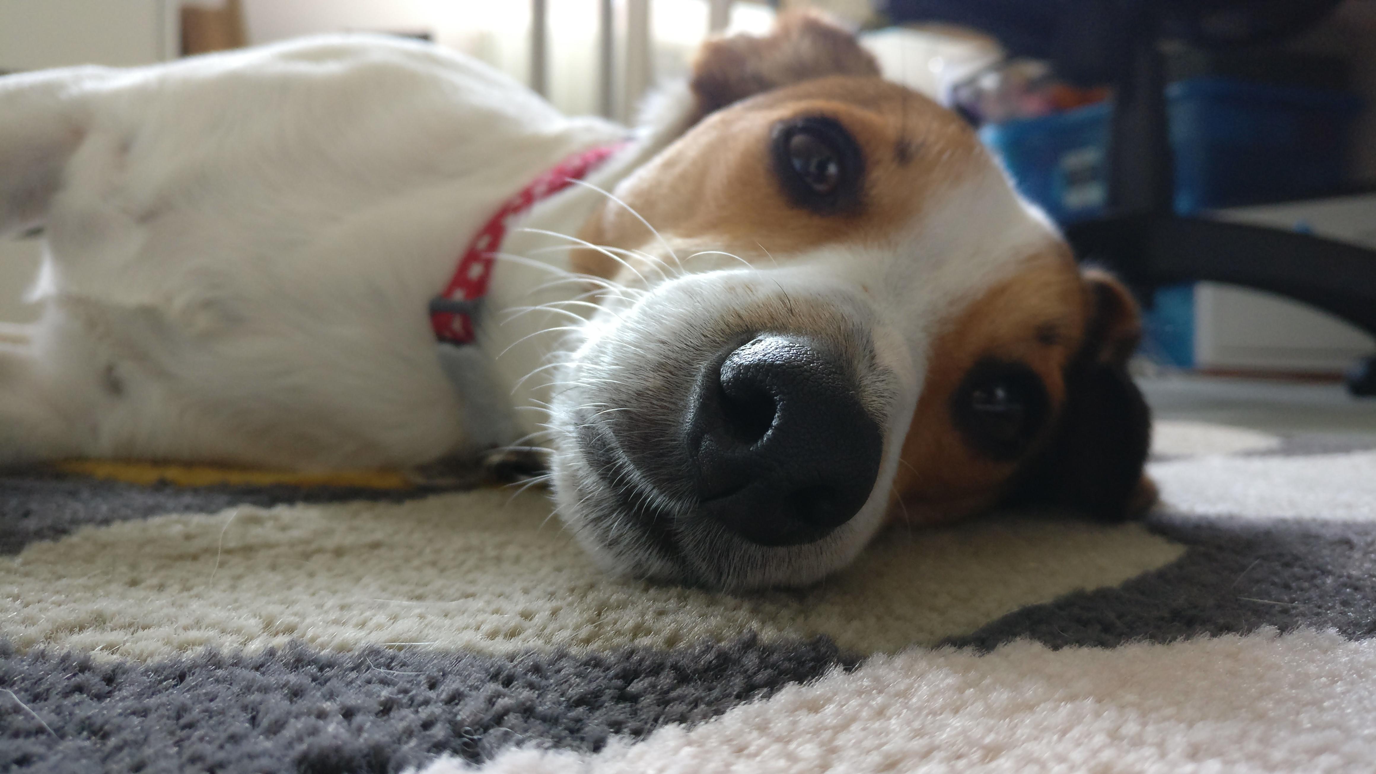 Lazy day | Scrolller