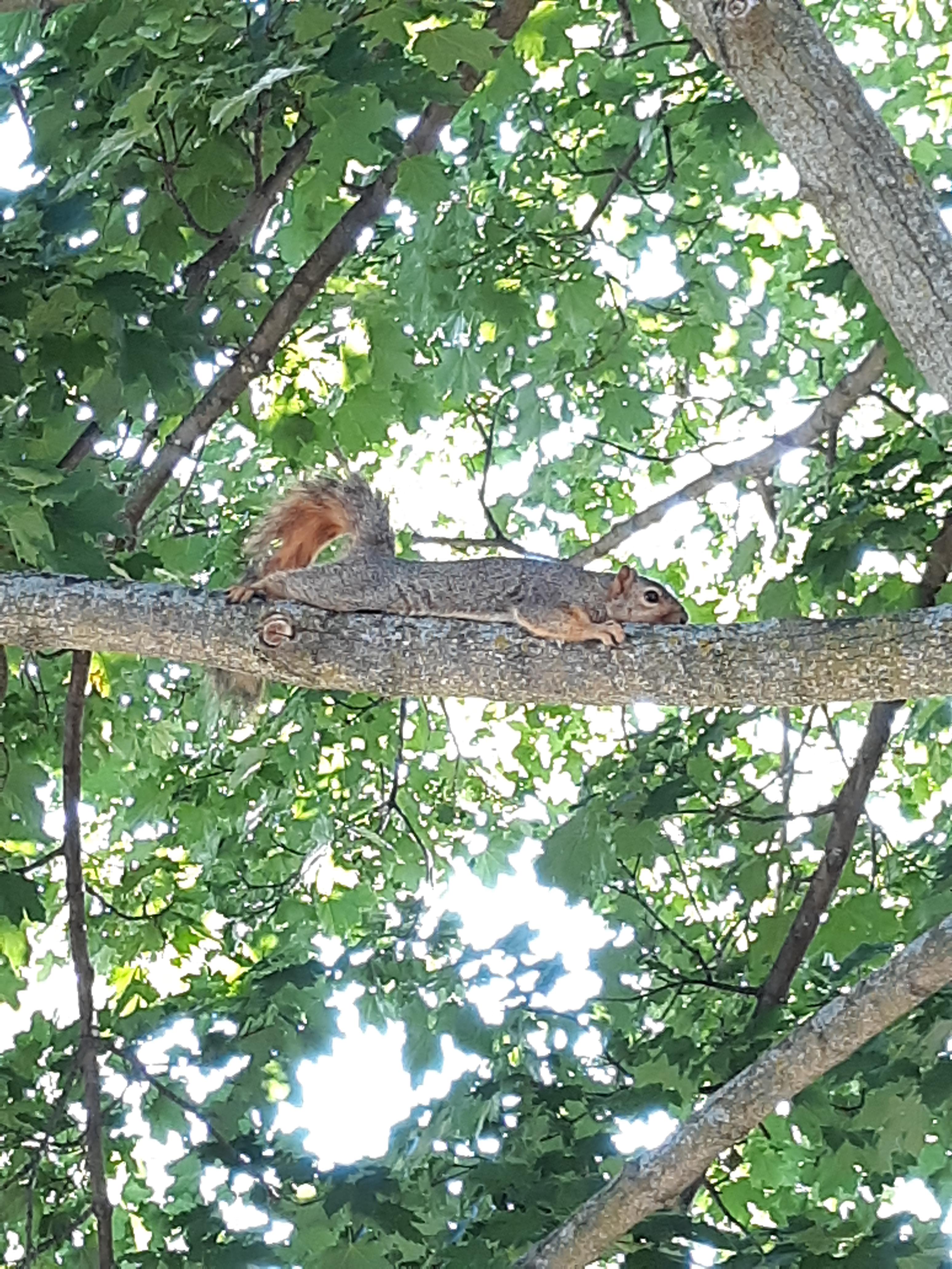 Lazy days | Scrolller