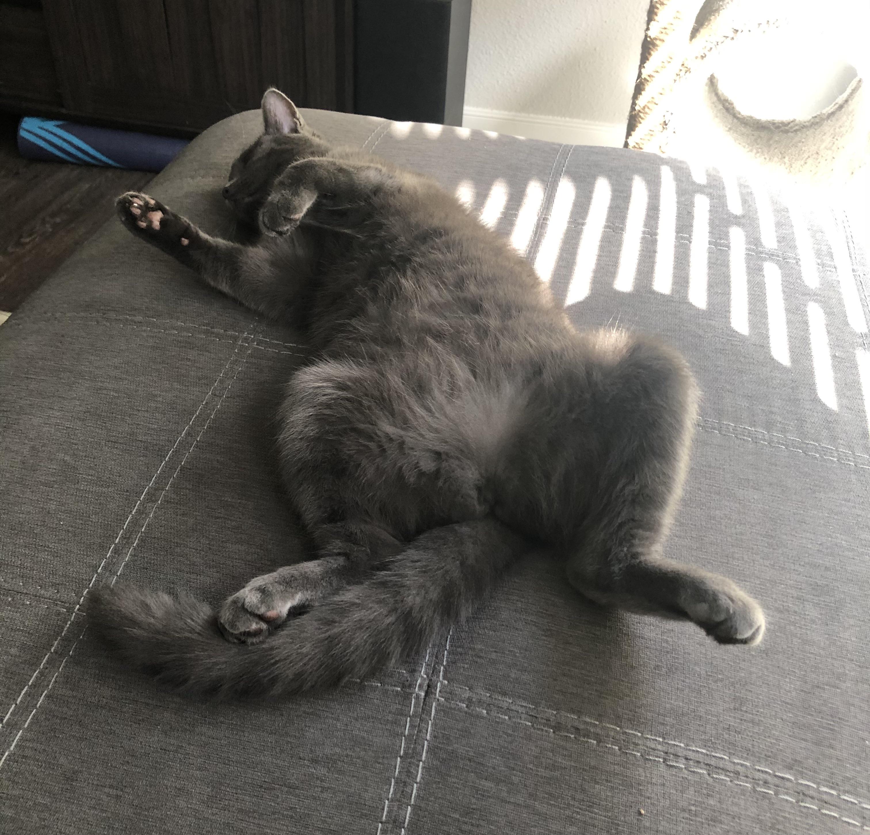 Lazy Sunday | Scrolller