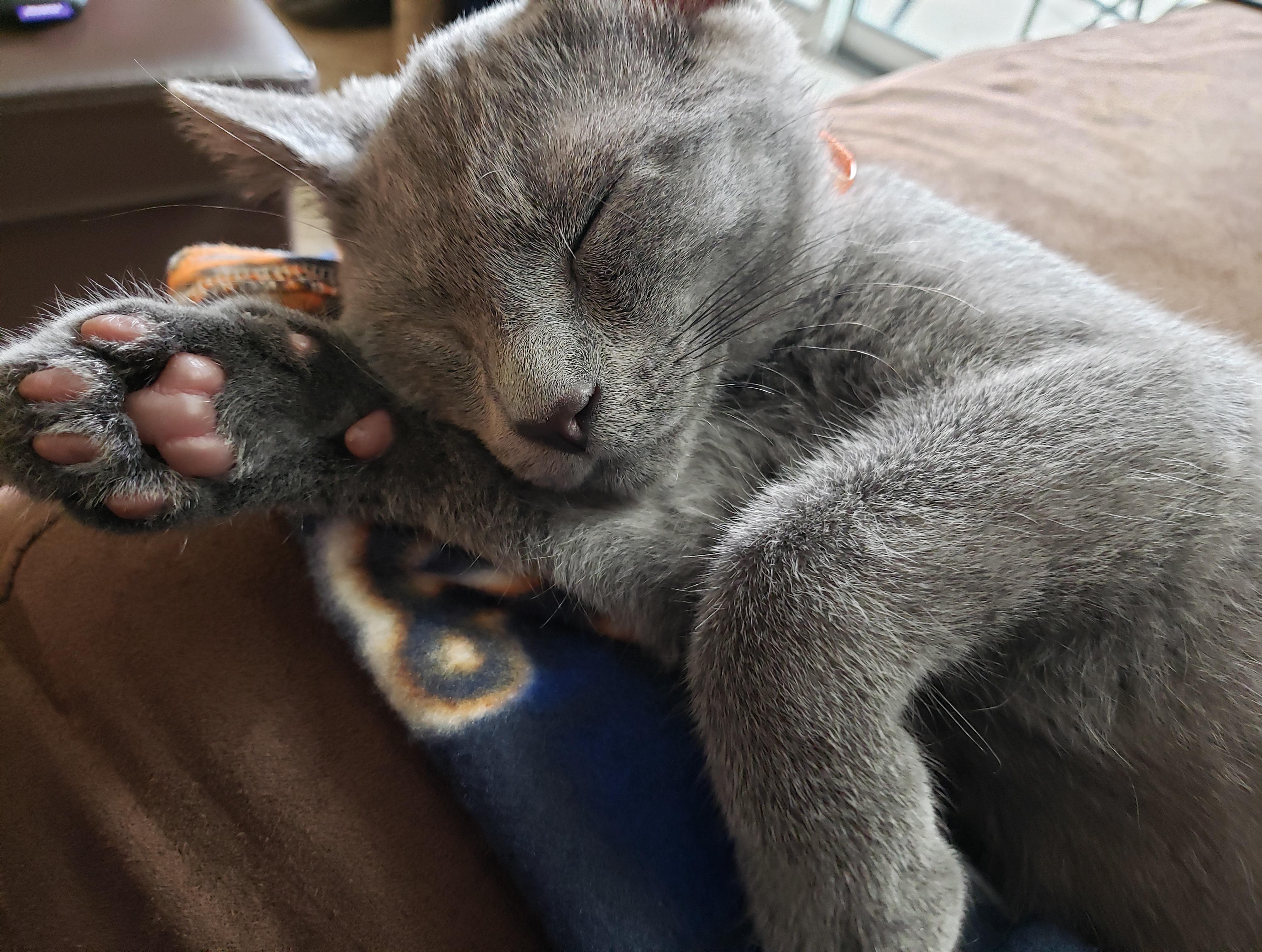 Lazy Sunday | Scrolller