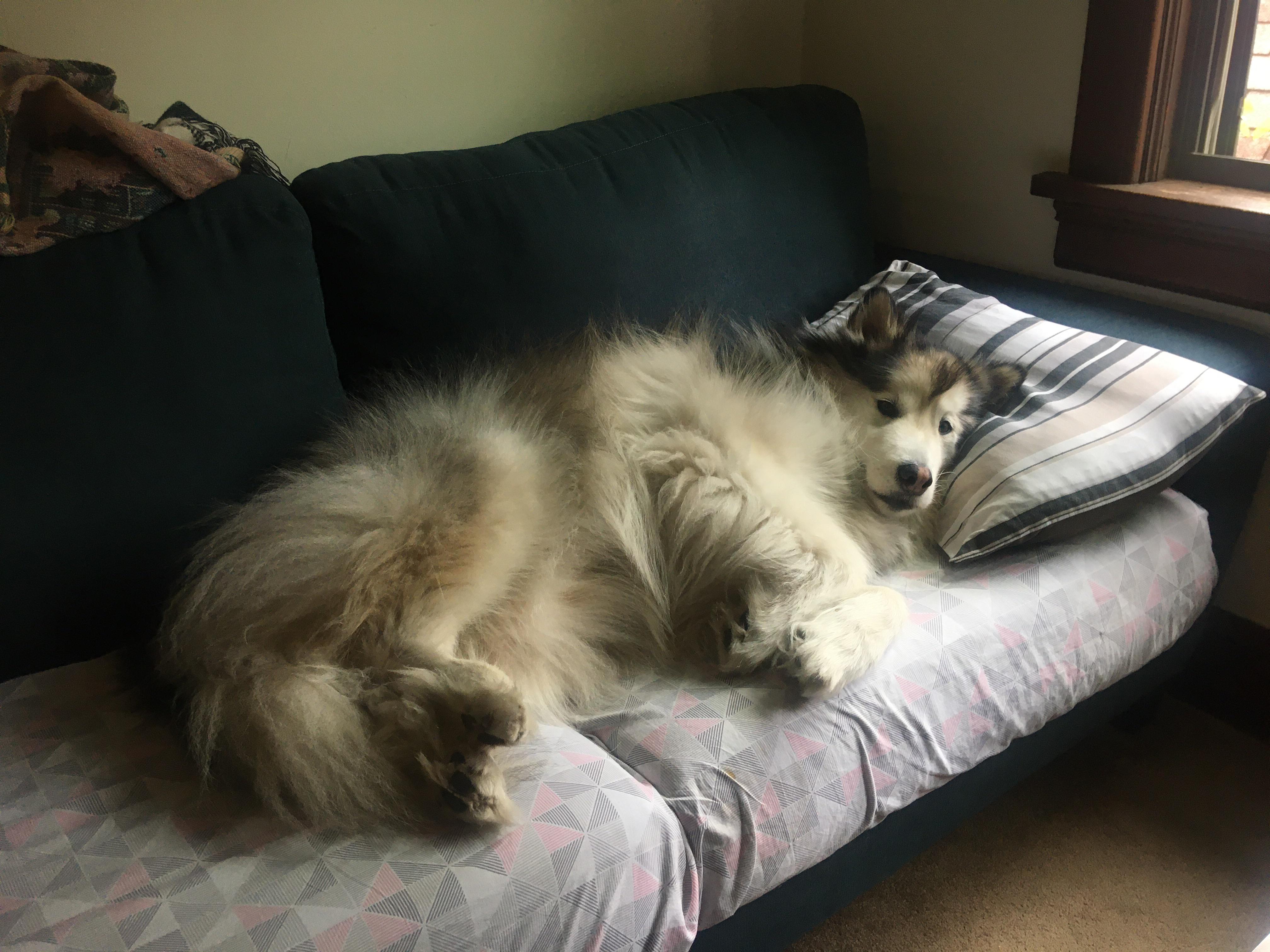 Lazy Sunday | Scrolller