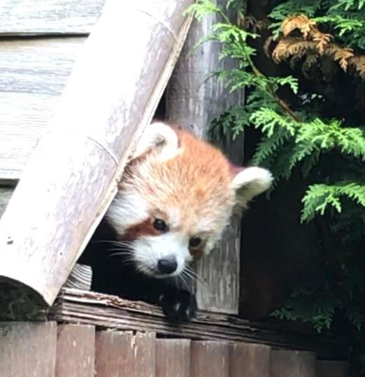 le panda | Scrolller