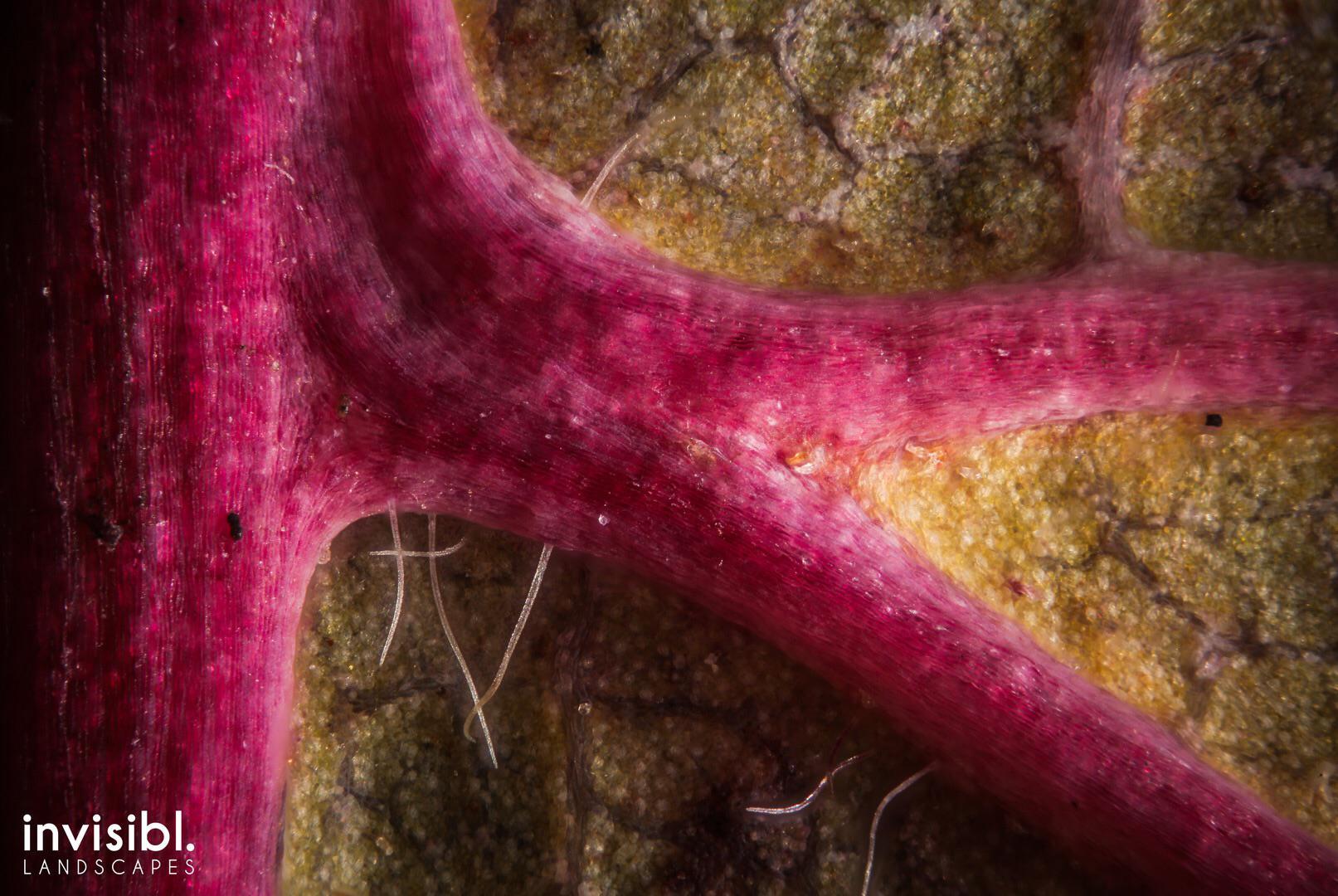 Leaf vein [OC] | Scrolller