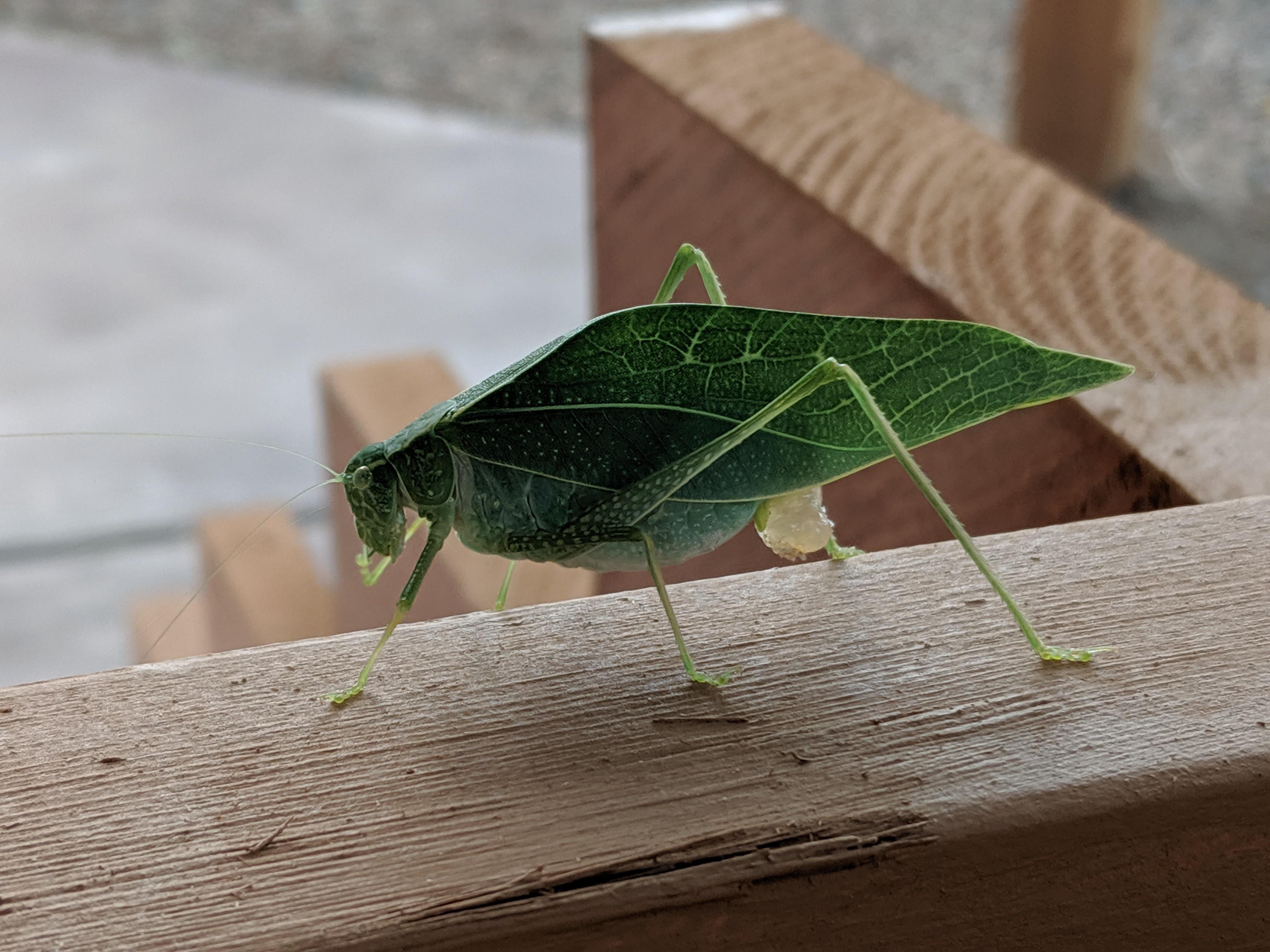 Leaffy boi | Scrolller