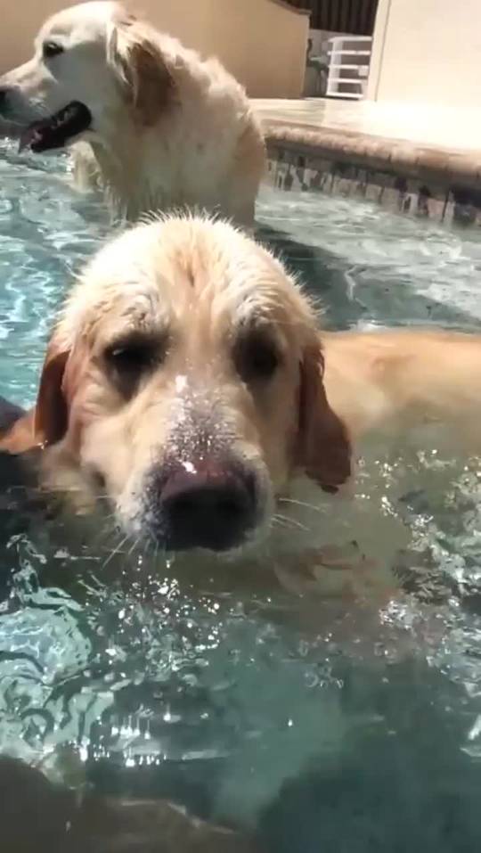 Learning how to blow bubbles underwater | Scrolller