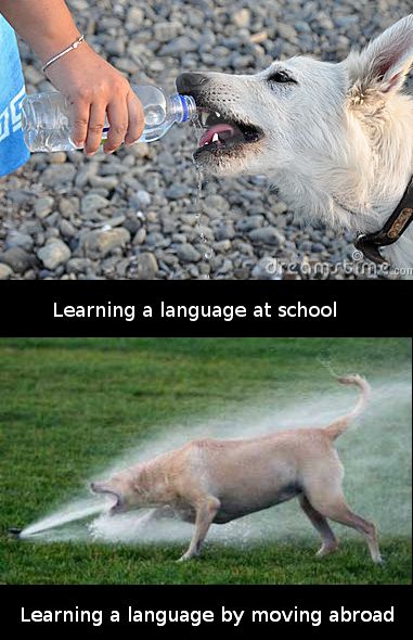 Learning languages in different environments (humour) | Scrolller