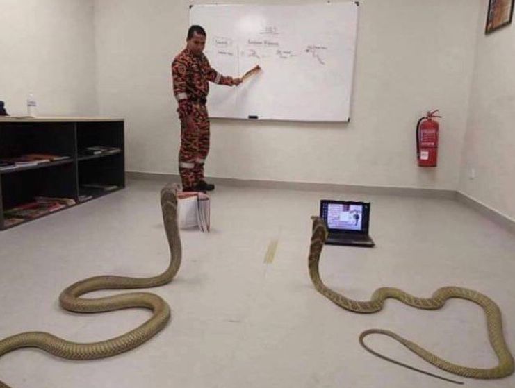 Learning Sneks | Scrolller