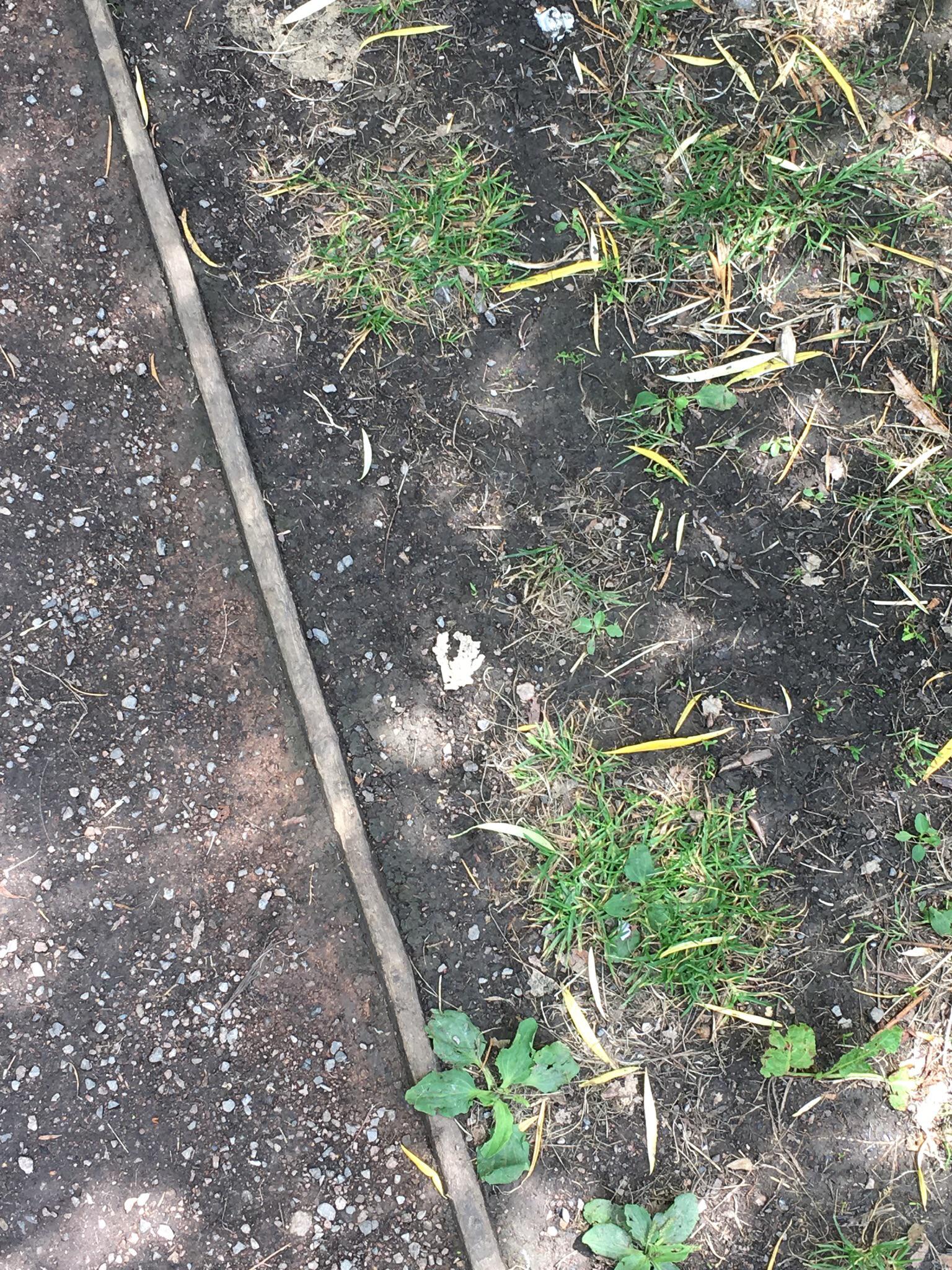 Leaves are in on this meme too. | Scrolller