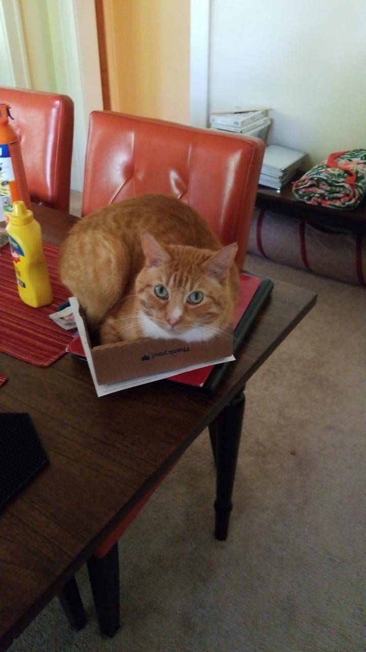 Leaving boxes on tables are open invitations to cats to be on tables. | Scrolller